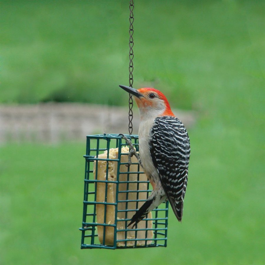 Suet Bird Block Recipe – Nature Along the El Camino Real