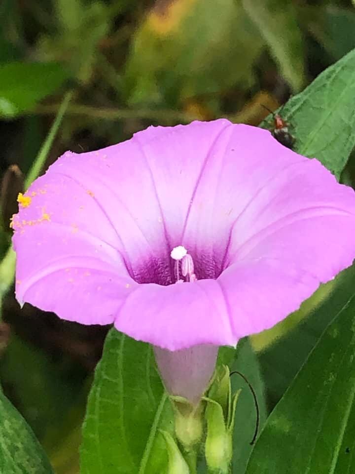Invasive or Inviting: The Wild Morning Glory – Nature Along the El ...