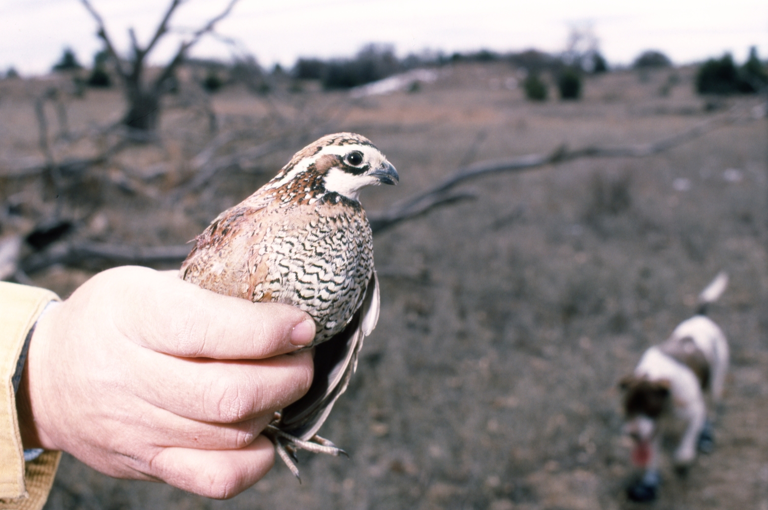 Quail Release – Nature Along the El Camino Real