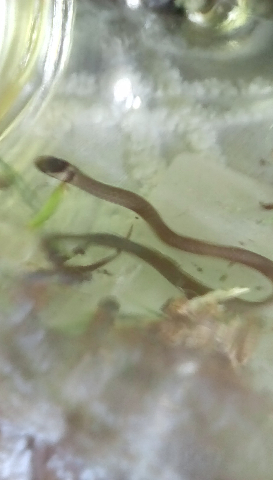 Tiny Creatures – Nature Along the El Camino Real