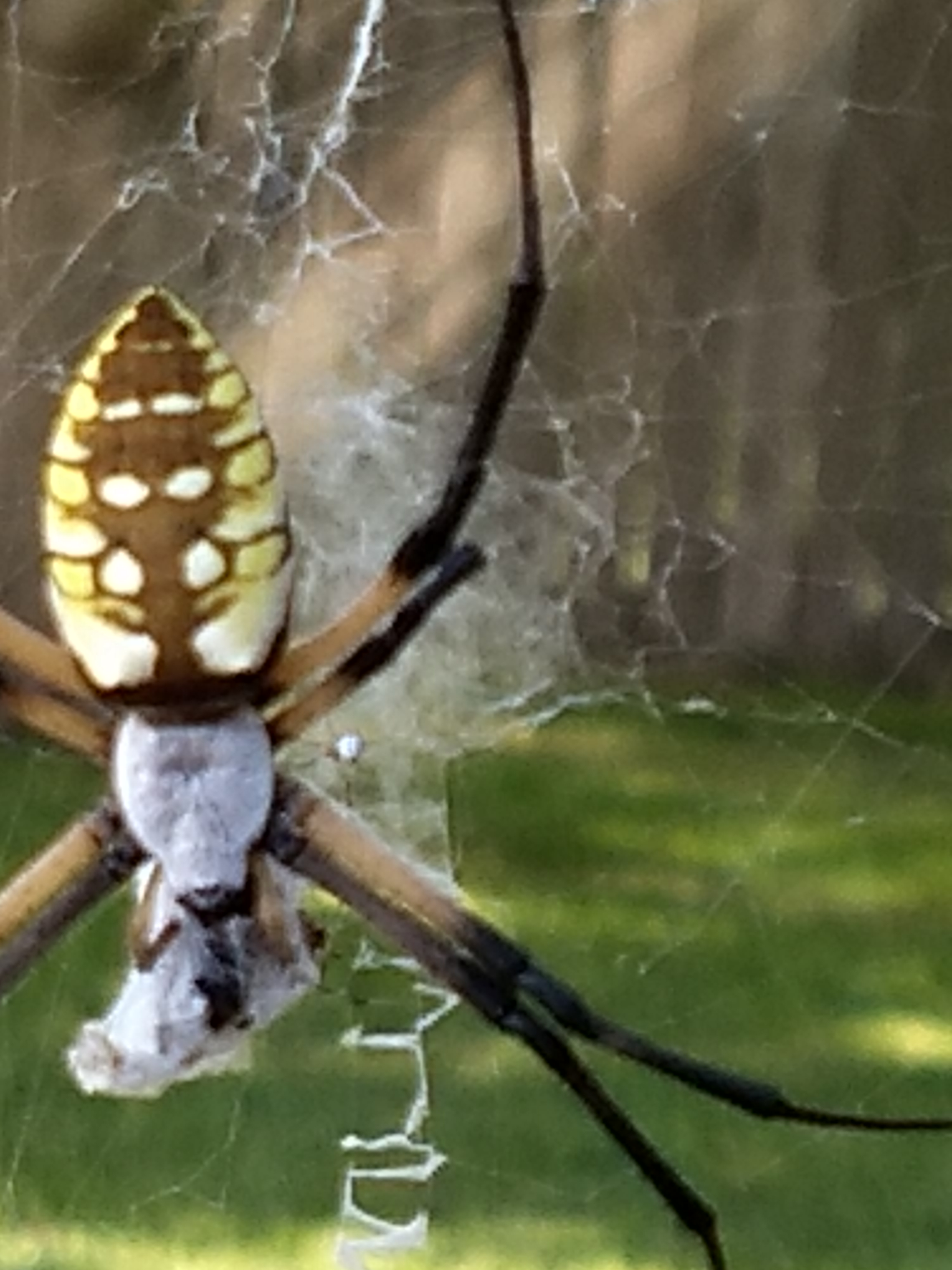 Big Versus Little in Nature – Nature Along the El Camino Real
