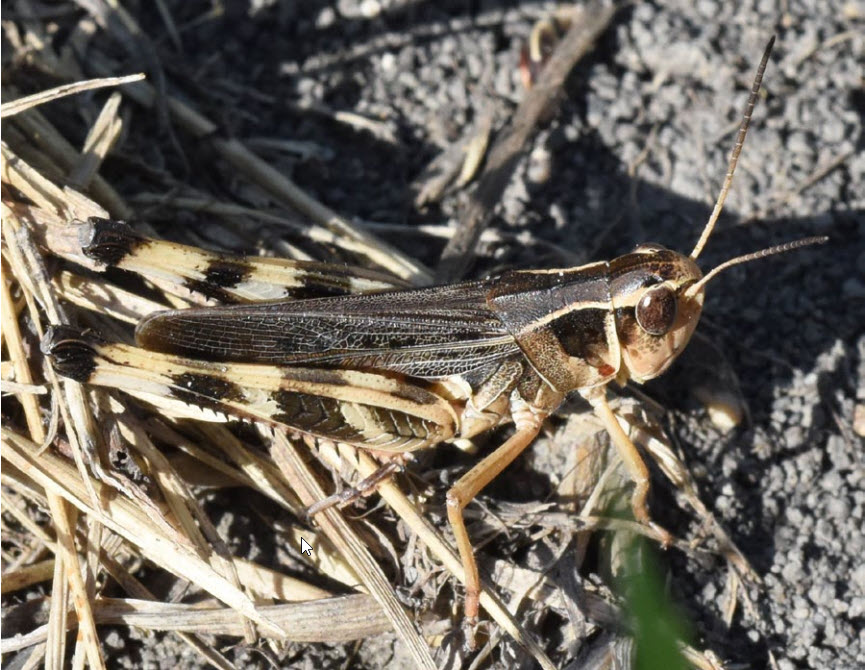 Boopedon gracile: A Photo Essay – Nature Along the El Camino Real