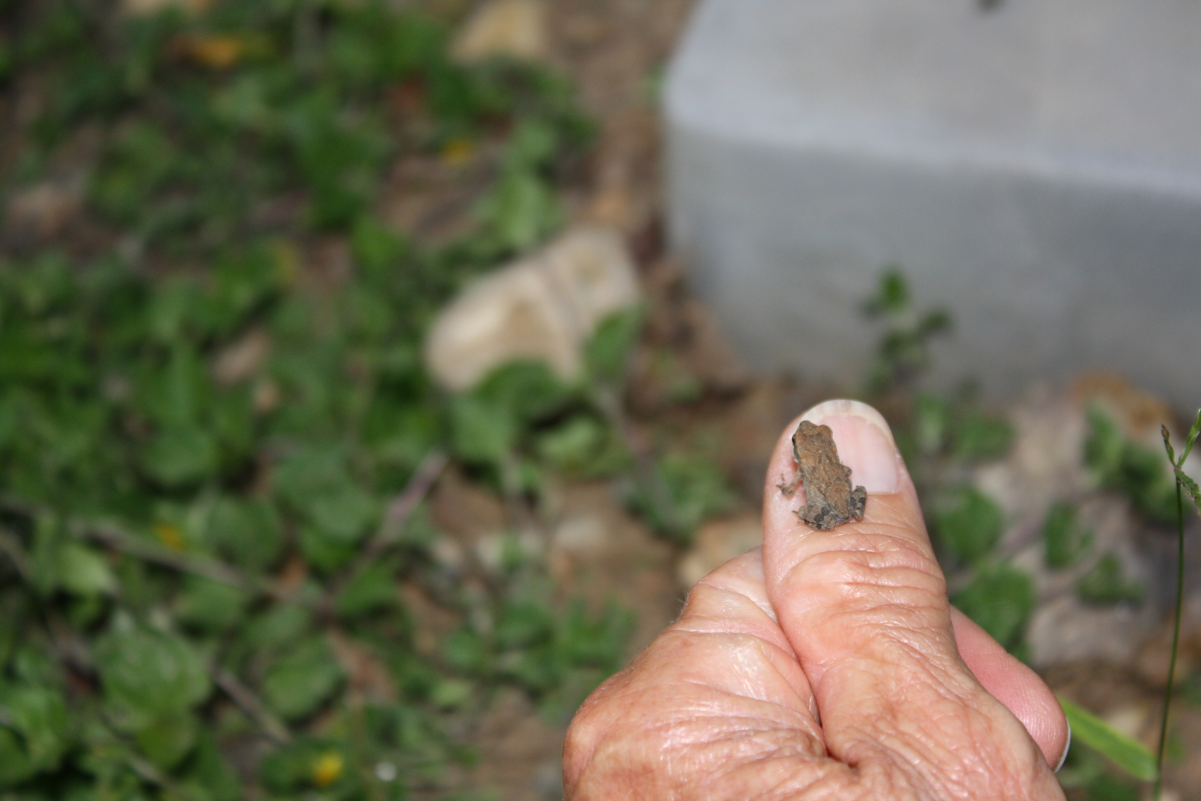 A Tiny Toad – Nature Along the El Camino Real