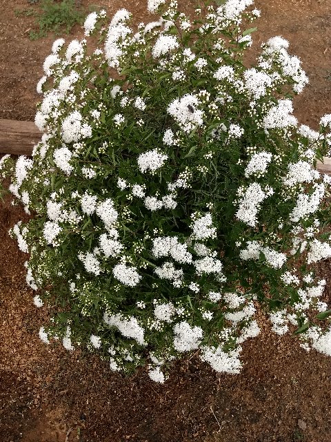Native Fall bloomers and Catatonic Carpenter Bees – Nature Along the El ...