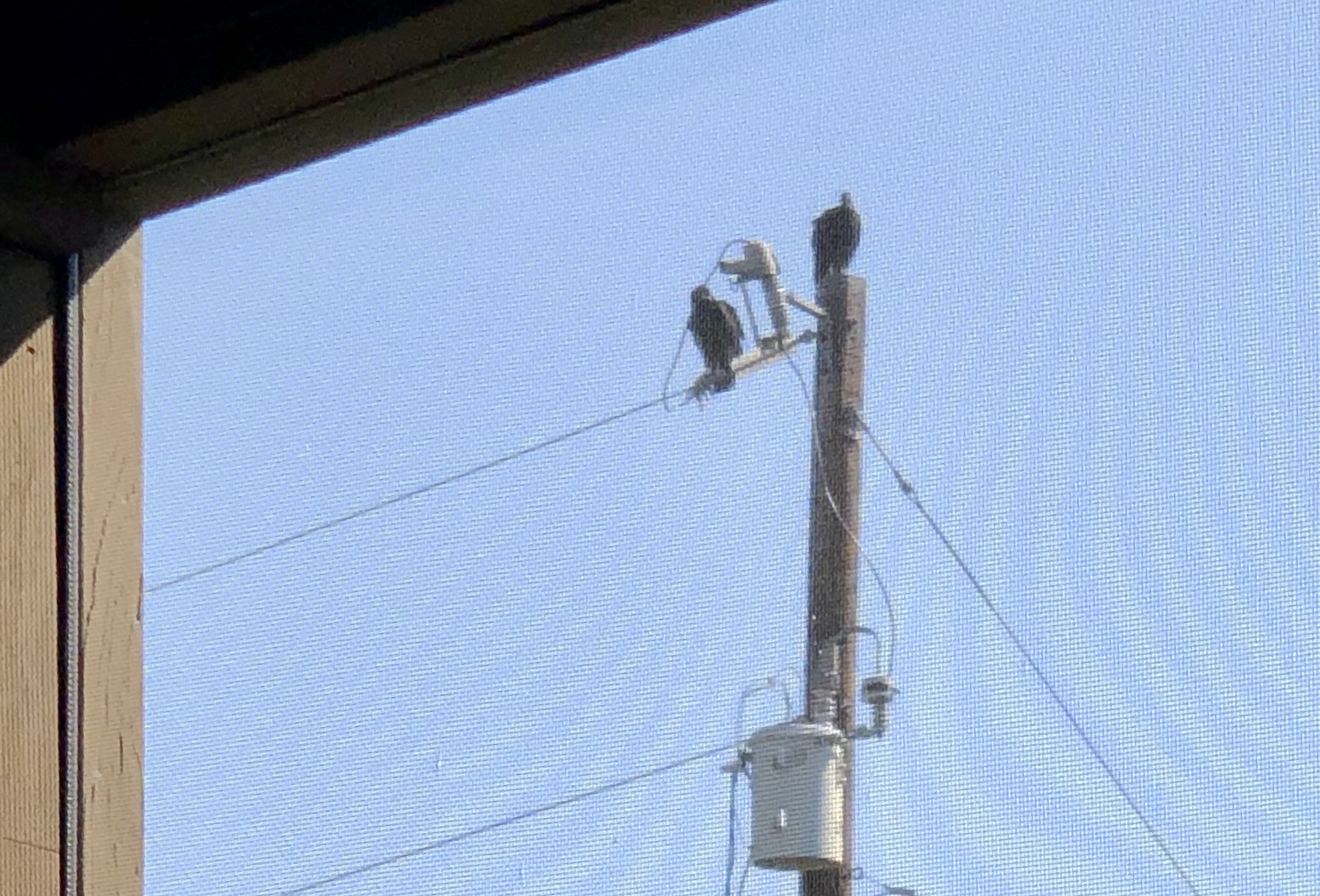 Birding Software Discovery – Nature Along the El Camino Real