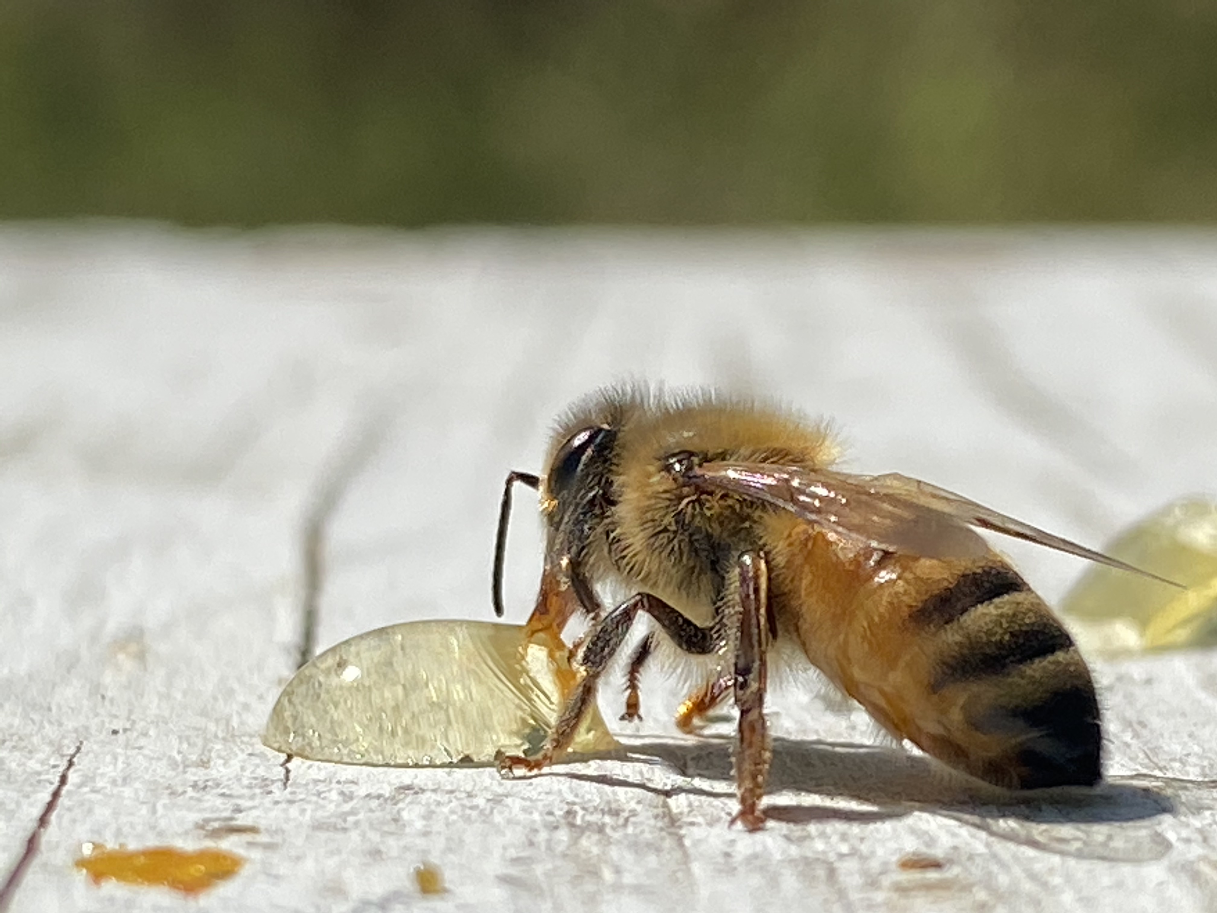 Alternatives to Feeding Sugar Water to Honey Bees – Nature Along the El ...