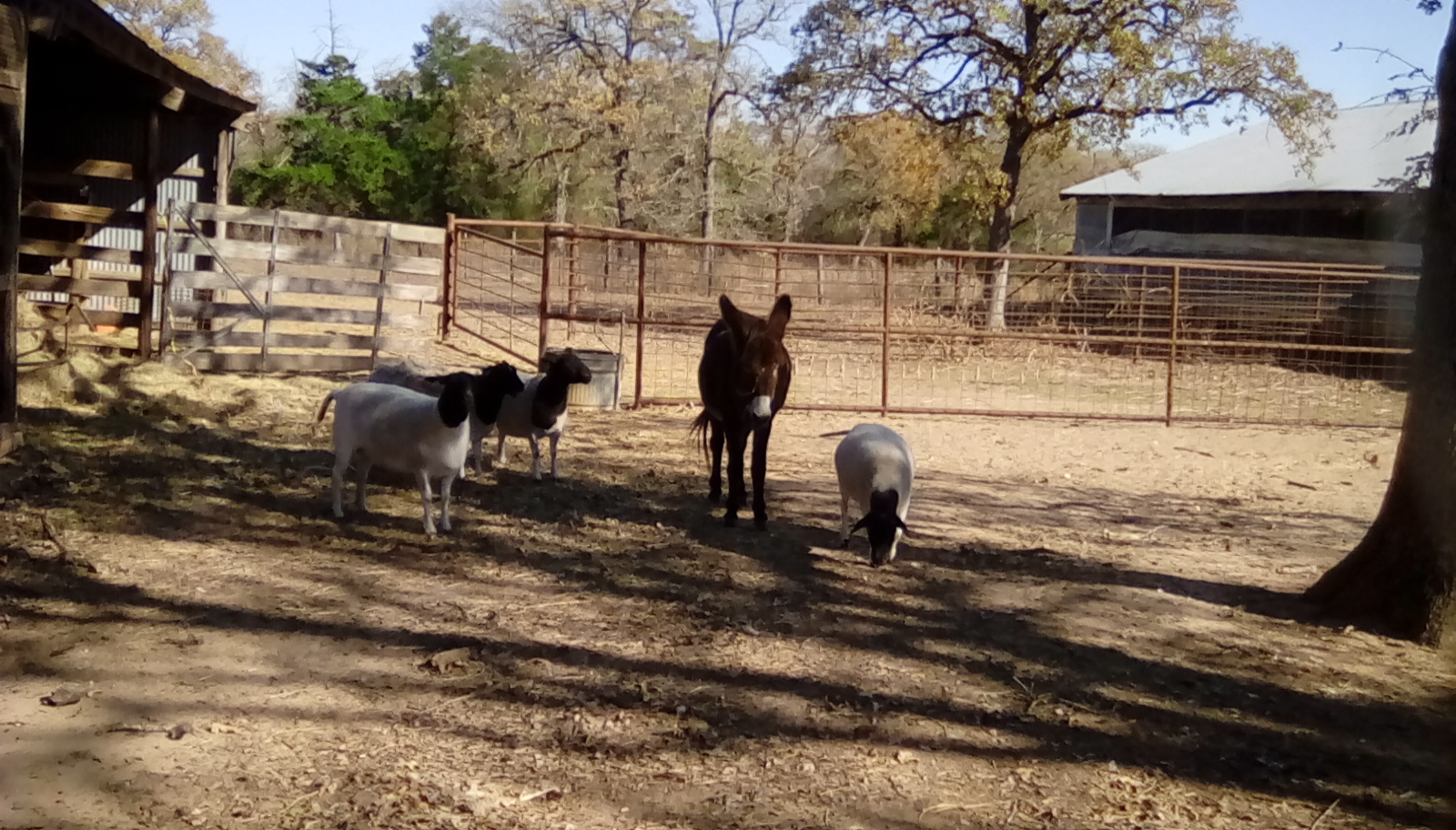 scruffy – Nature Along the El Camino Real