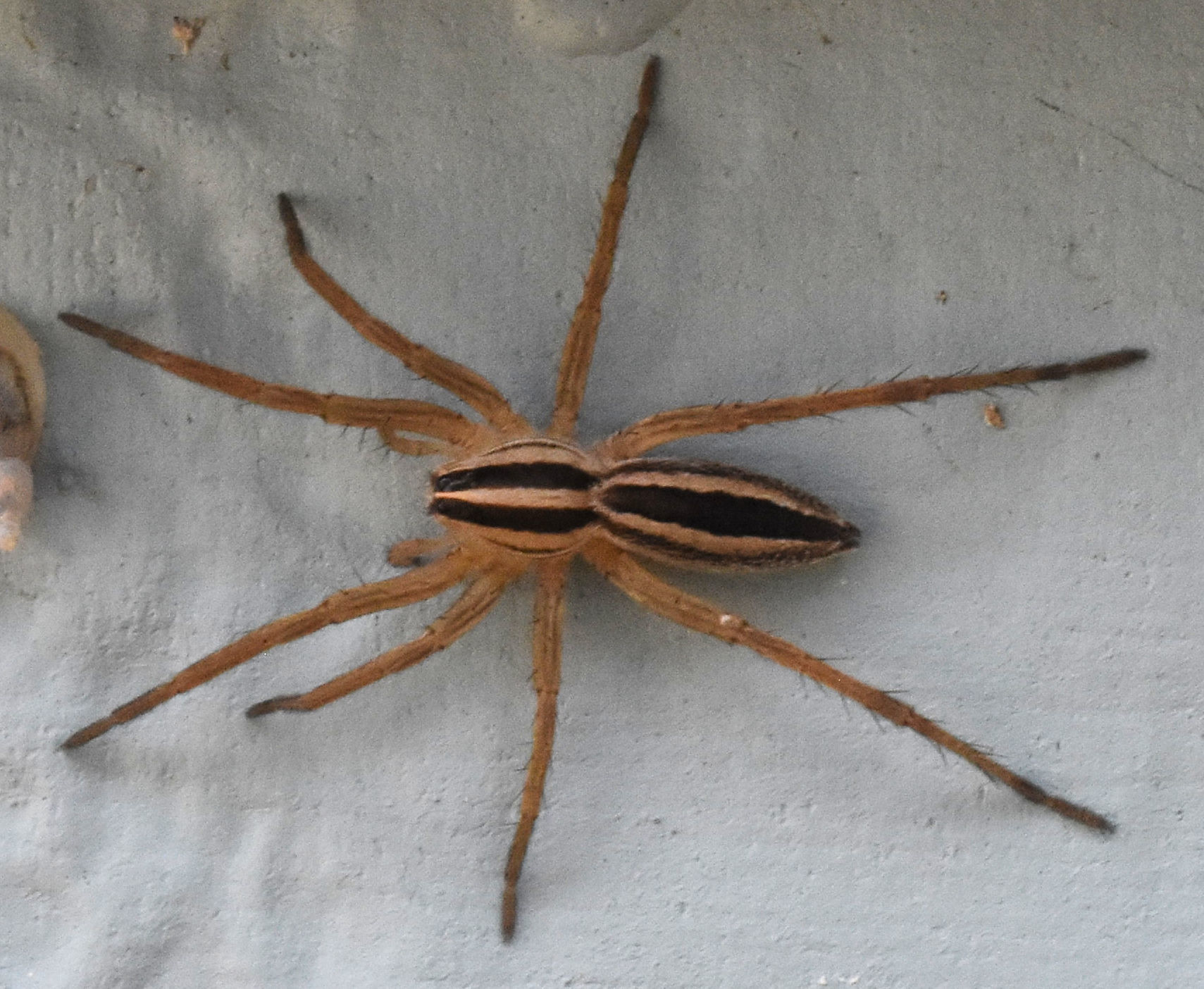 Horned Owl Sighting and Spider Discovery – Nature Along the El Camino Real