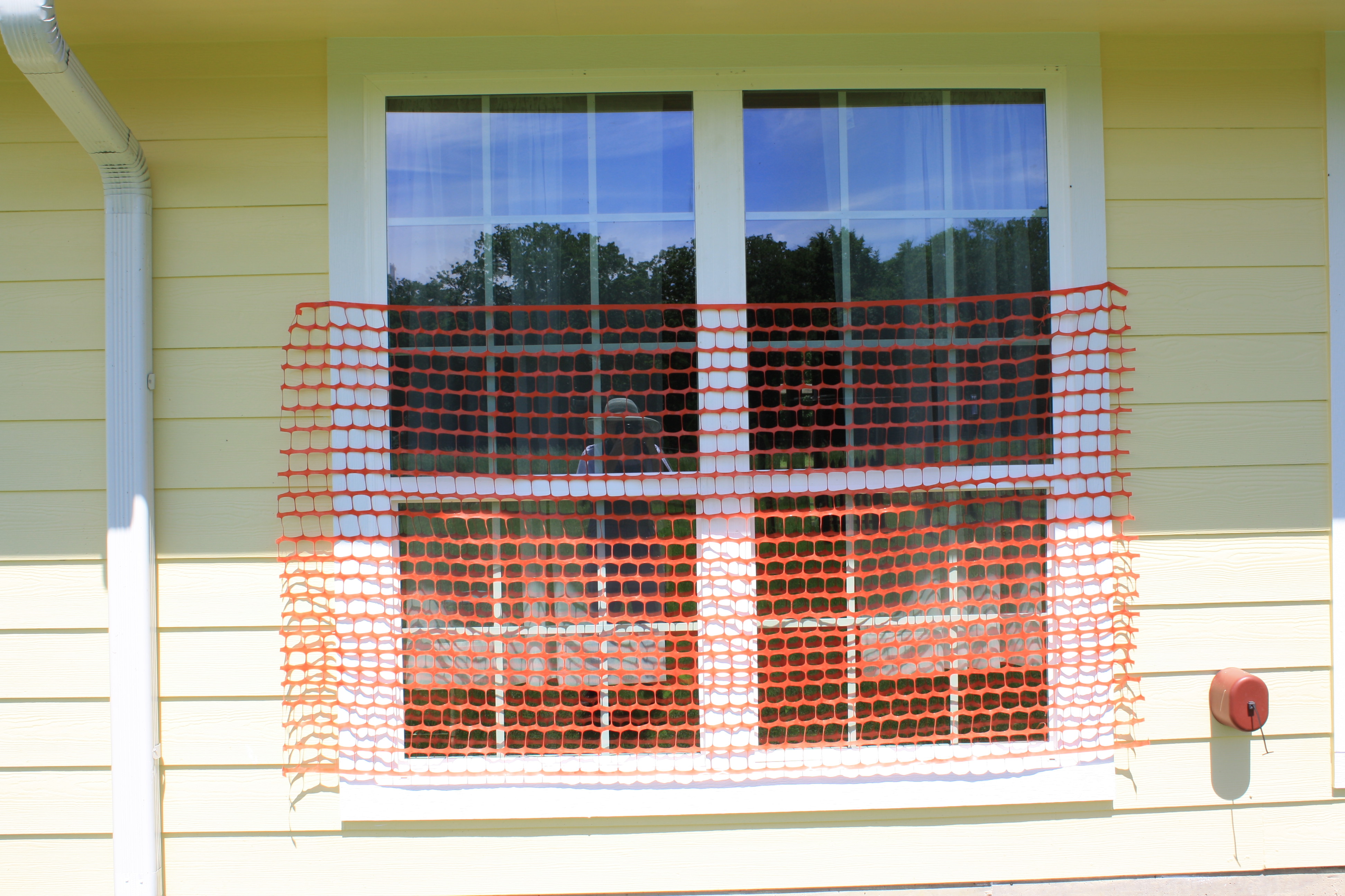 Blue Birds Hitting Window Panes – Nature Along the El Camino Real