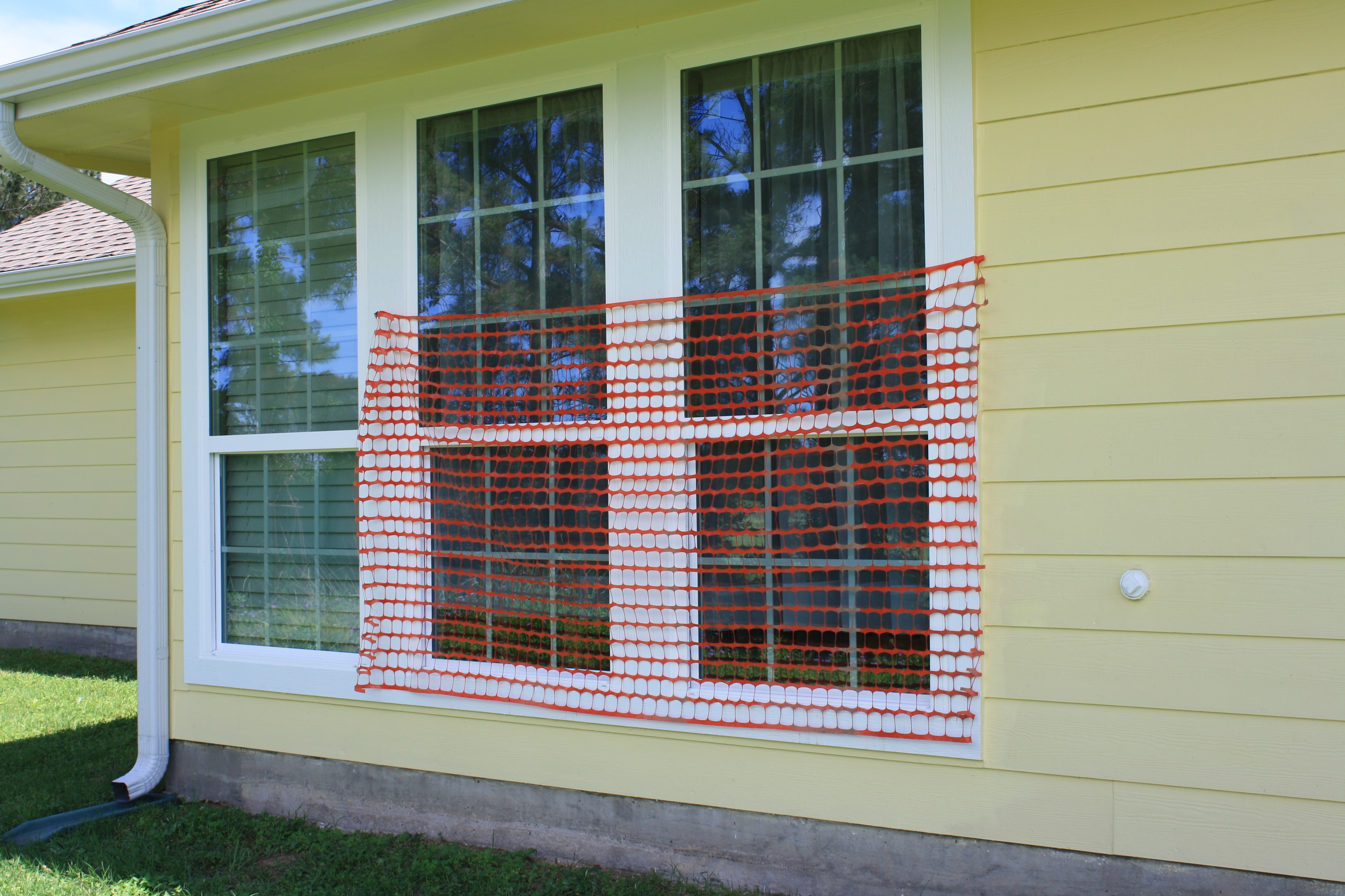 Blue Birds Hitting Window Panes – Nature Along the El Camino Real