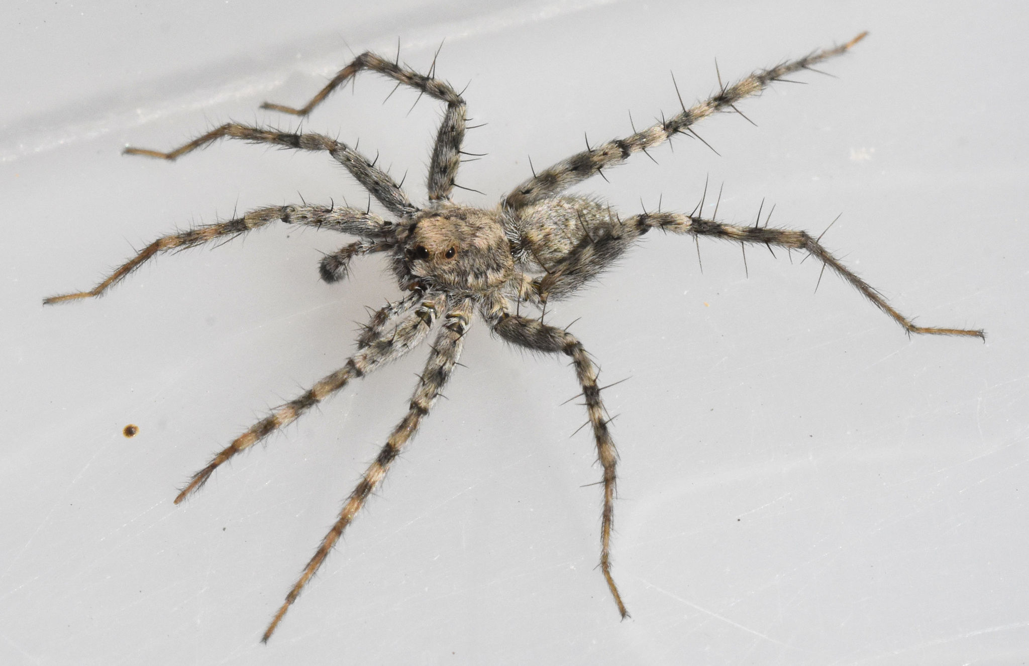 Scientific Names for Spiders Are Handy – Nature Along the El Camino Real