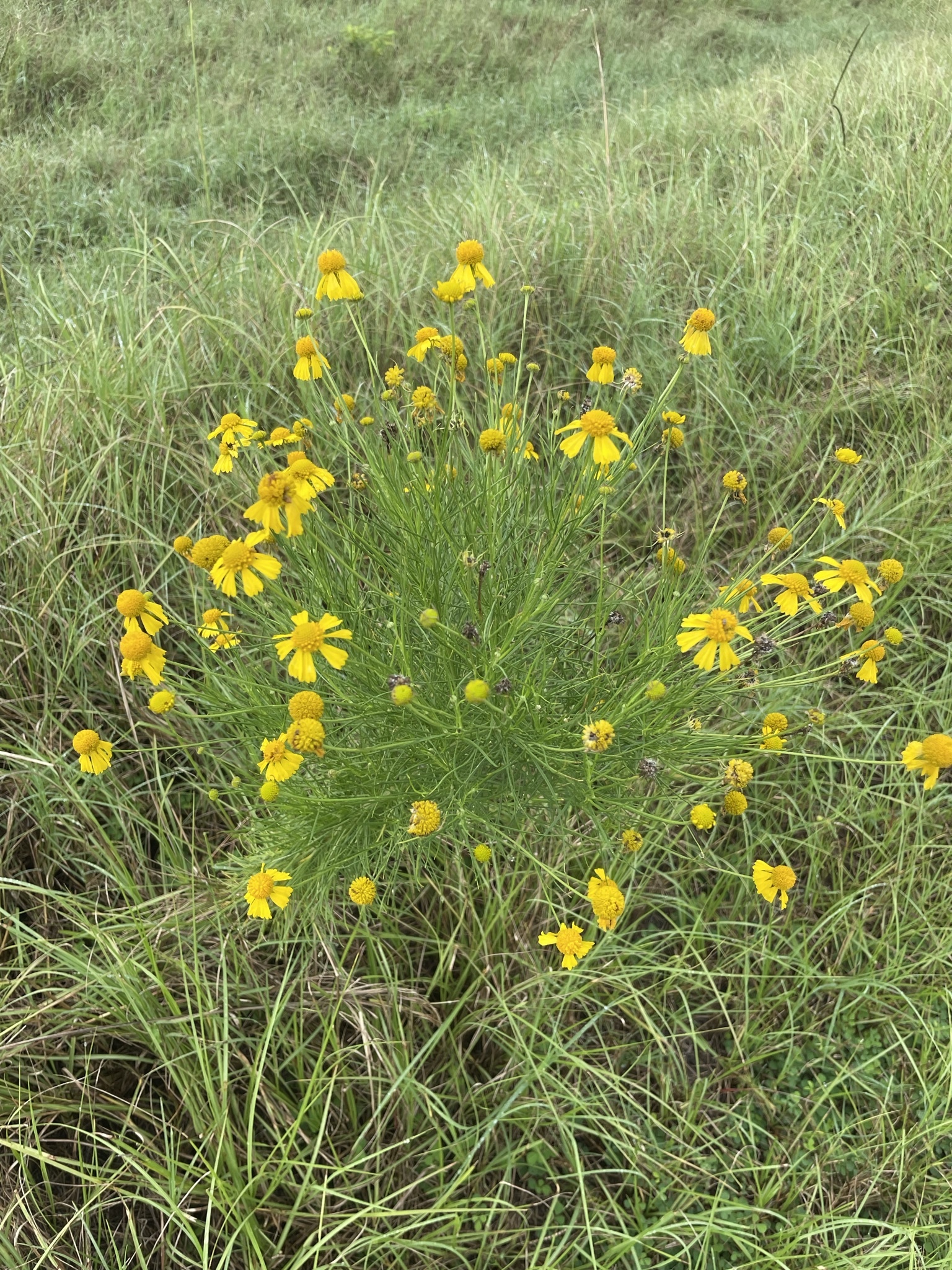 Visiting Cameron City Parks – Nature Along the El Camino Real