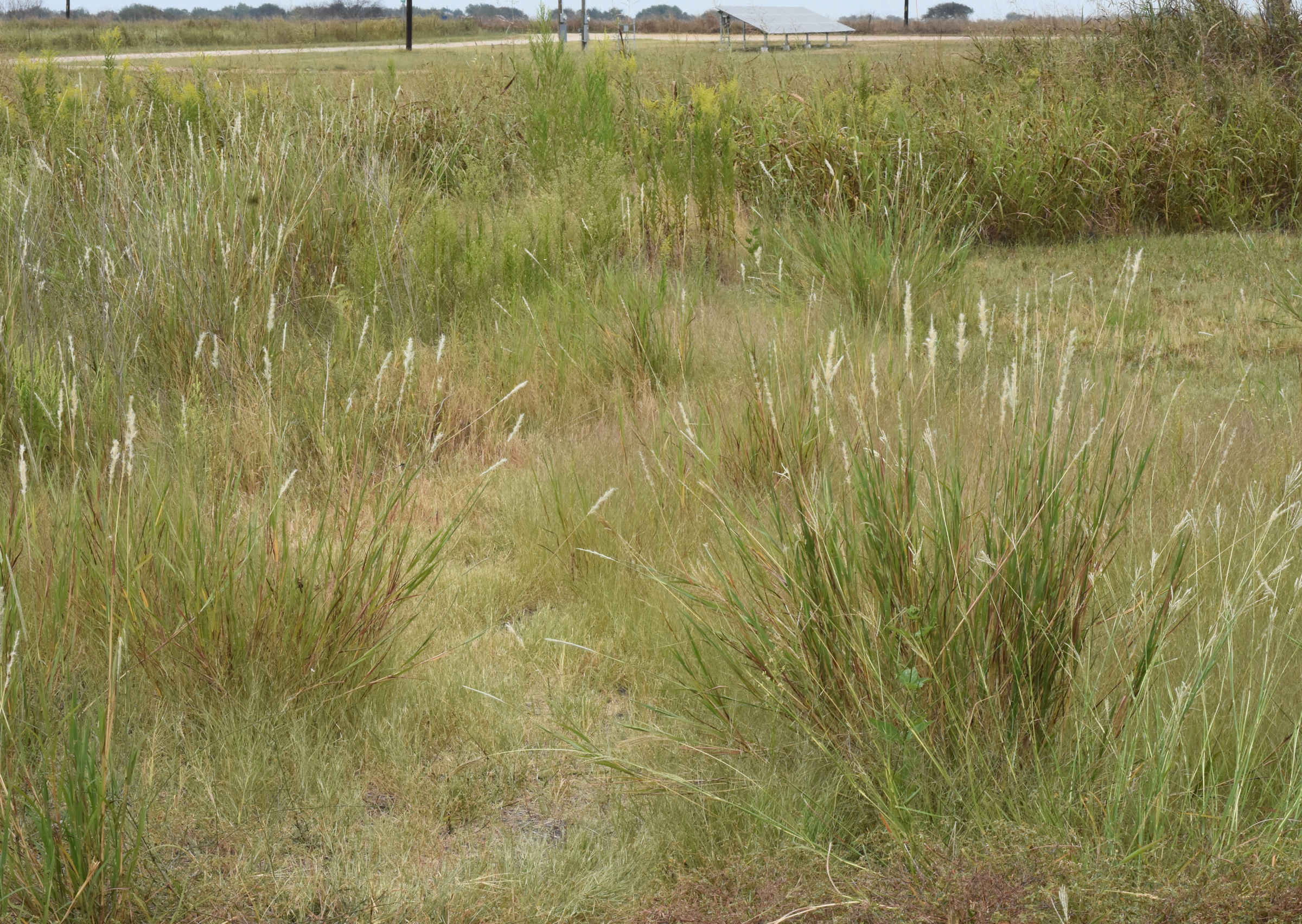 A Prairie Project Report – Nature Along the El Camino Real
