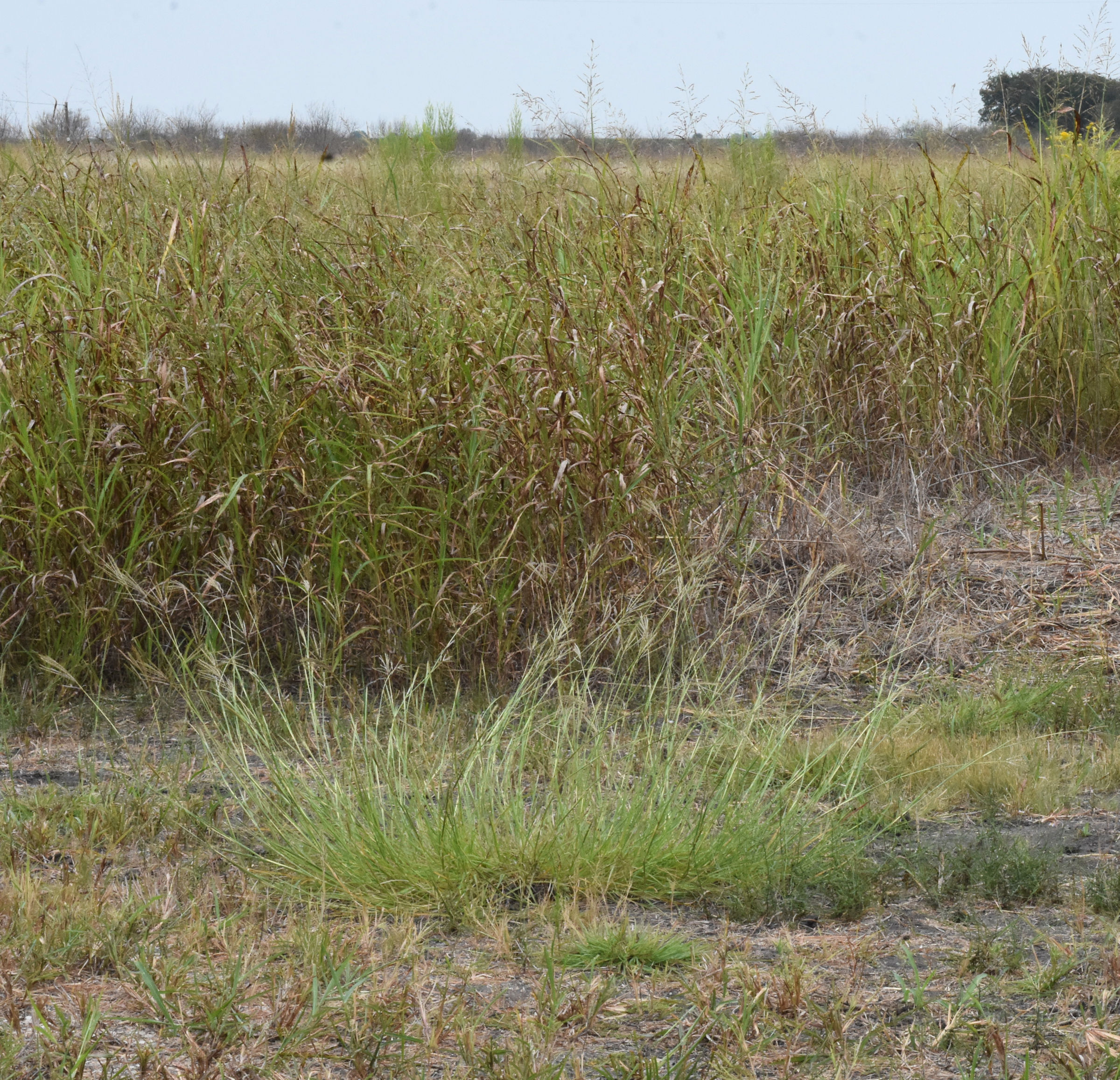A Prairie Project Report – Nature Along the El Camino Real