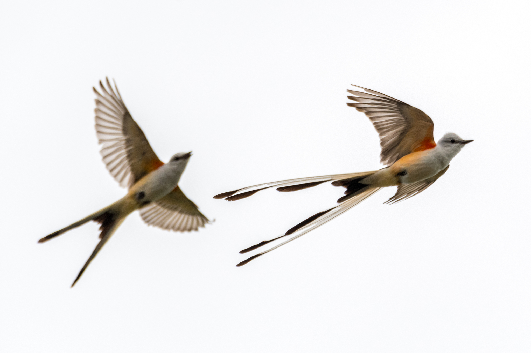 Scissor-tail Beauty – Nature Along the El Camino Real