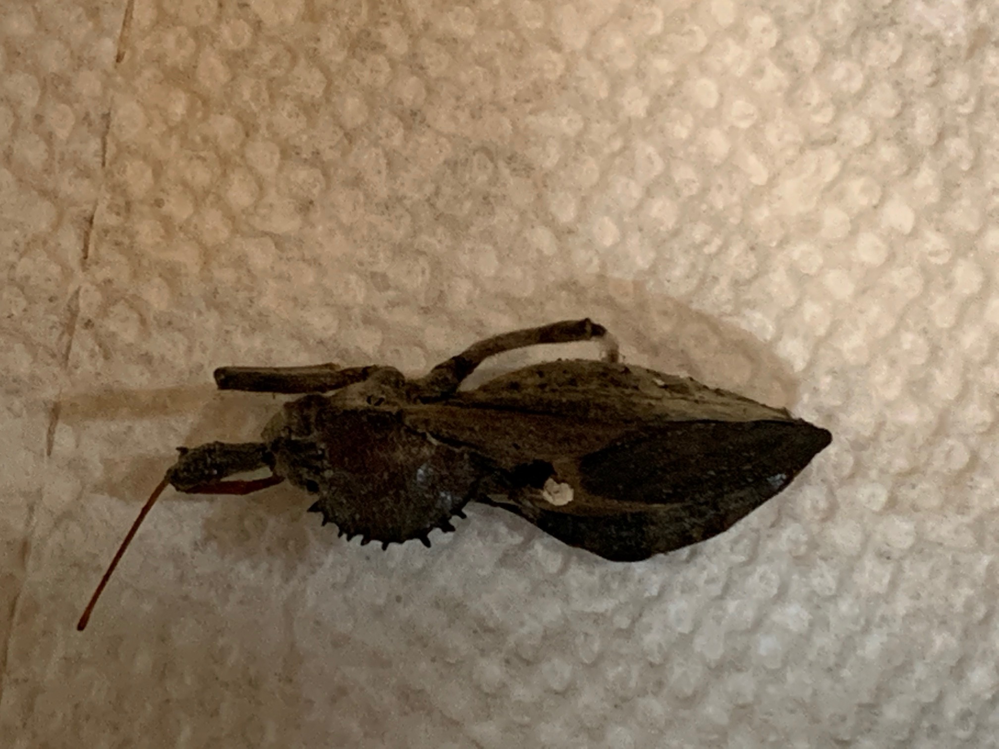 Sweet Shenanigans: Wheel Bugs – Nature Along the El Camino Real