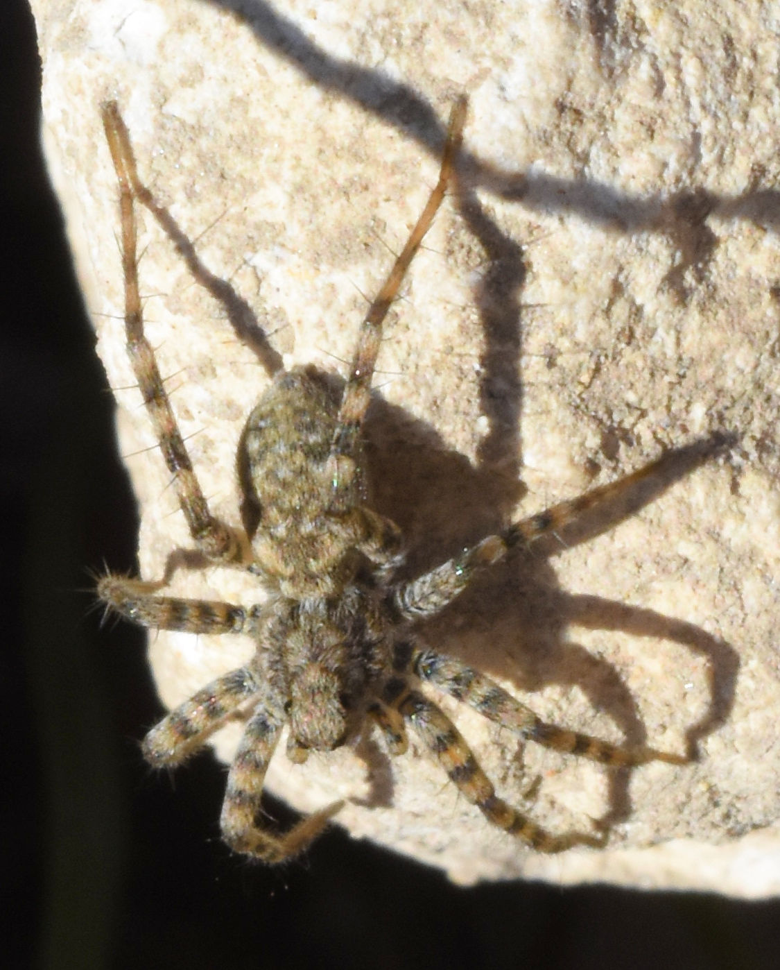 Build it and they will come OR Landscaping for spiders 101 – Nature ...