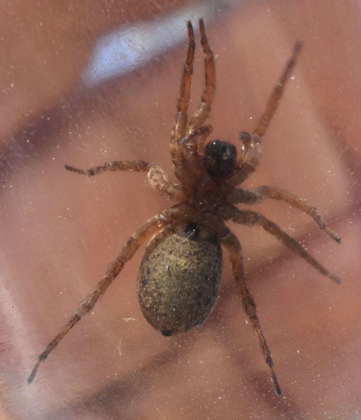Trochosa sepulchralis – Nature Along the El Camino Real