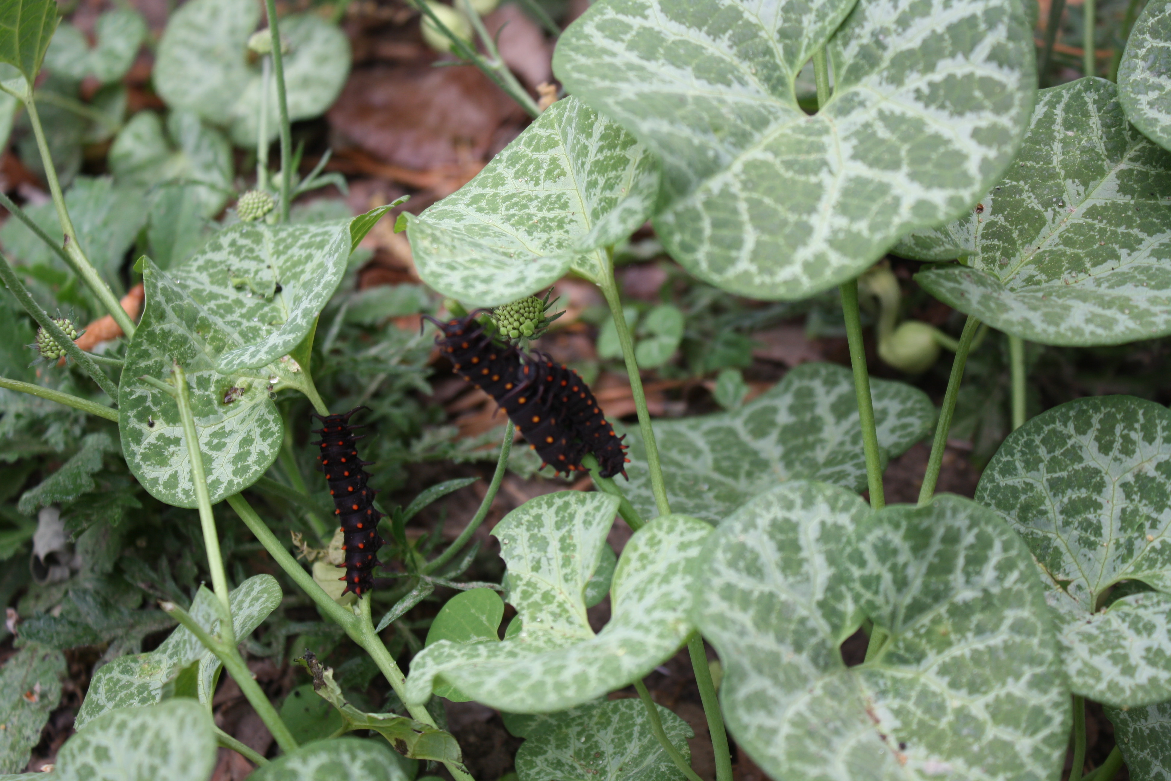 Pipevine Swallowtail – Nature Along the El Camino Real