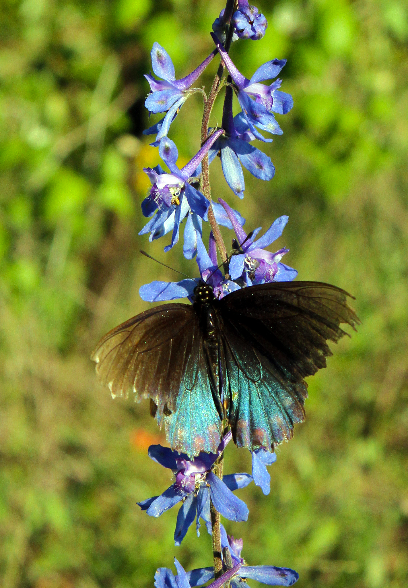 In Memory of Sam Jolly – Nature Along the El Camino Real