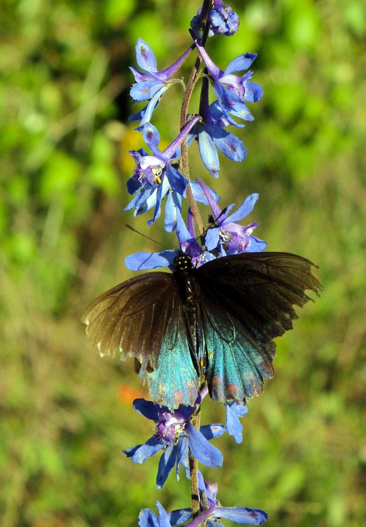 In Memory of Sam Jolly – Nature Along the El Camino Real