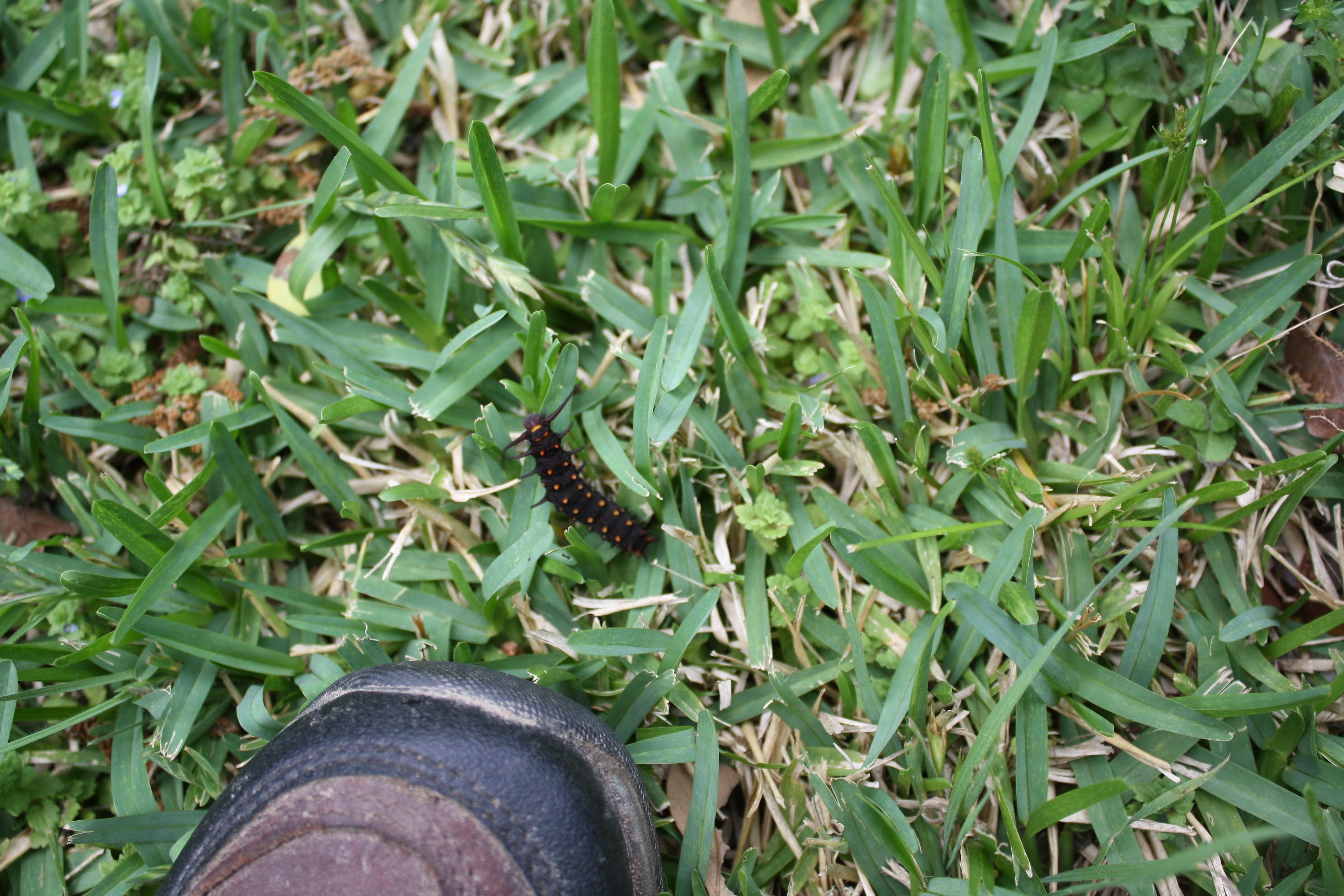The Great Caterpillar Run – Nature Along the El Camino Real