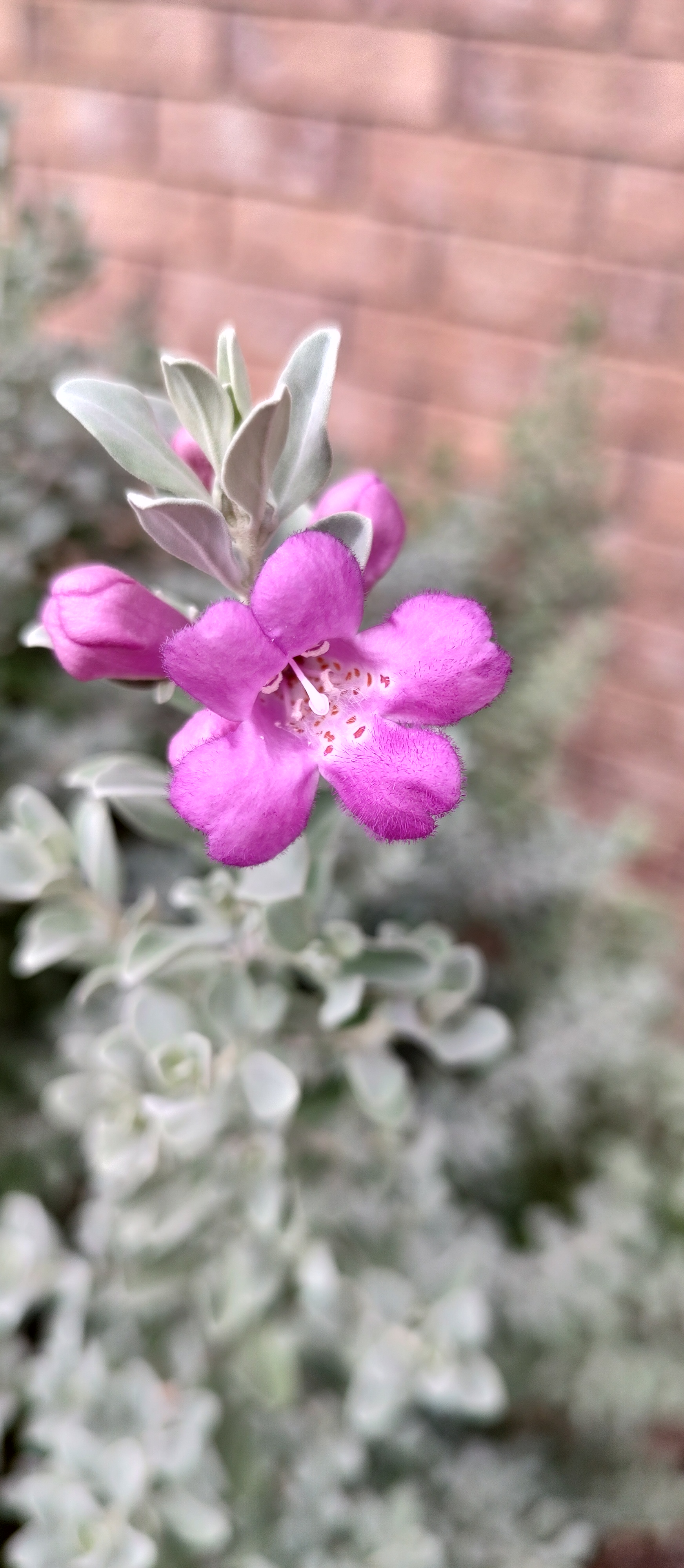 Pondering Plant Names and Old Adages – Nature Along the El Camino Real