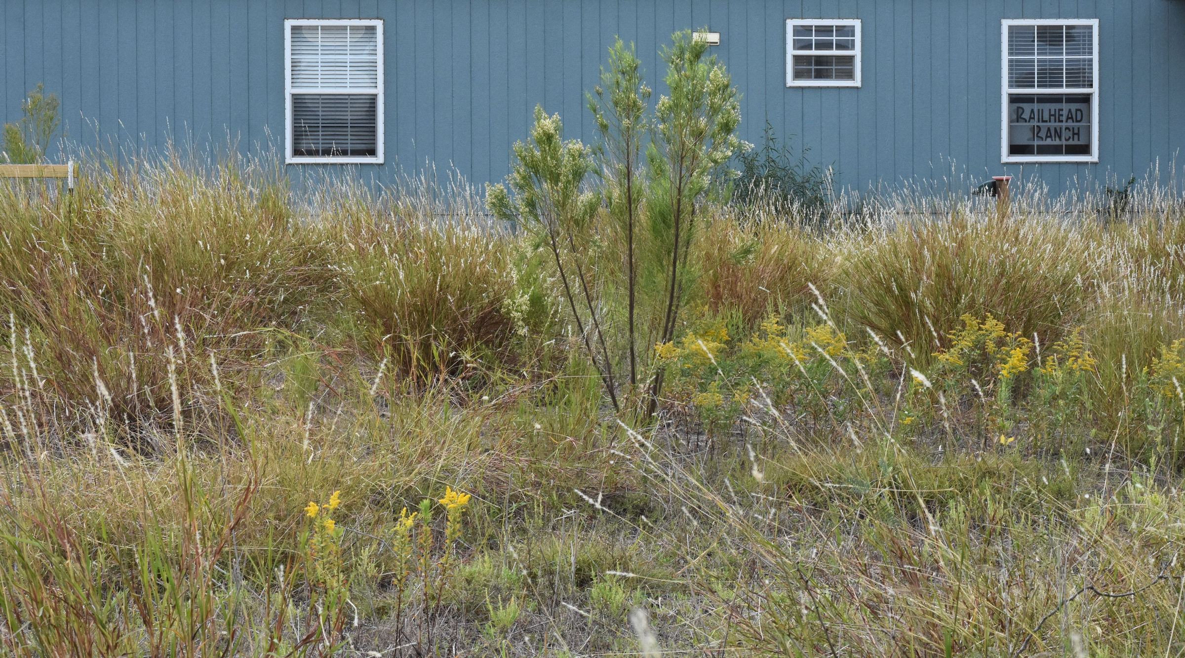 Prairie Restoration Progress: Johnsongrass Removal – Nature Along the ...