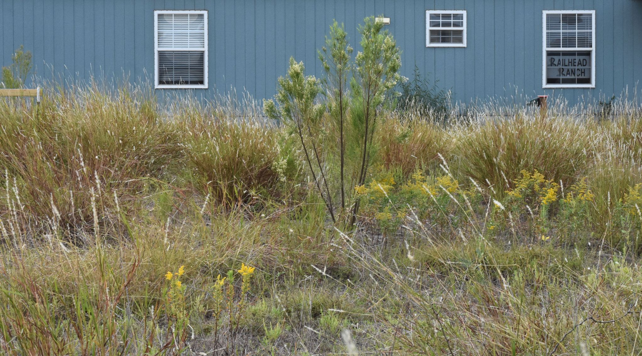Prairie Restoration Progress: Johnsongrass Removal – Nature Along the ...