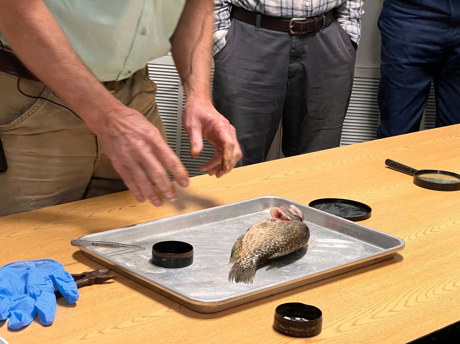 Fish Ear Bones – Nature Along the El Camino Real