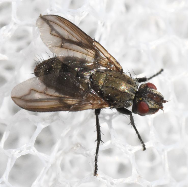 A Fly Mystery – Nature Along the El Camino Real