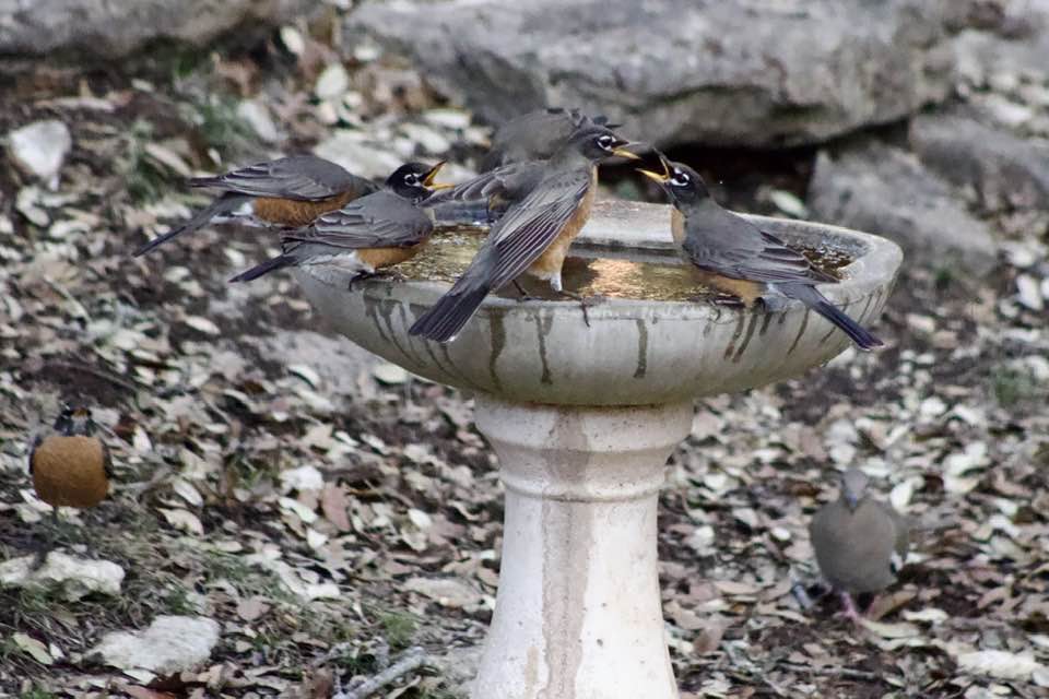 The Robins Pass through in January – Nature Along the El Camino Real