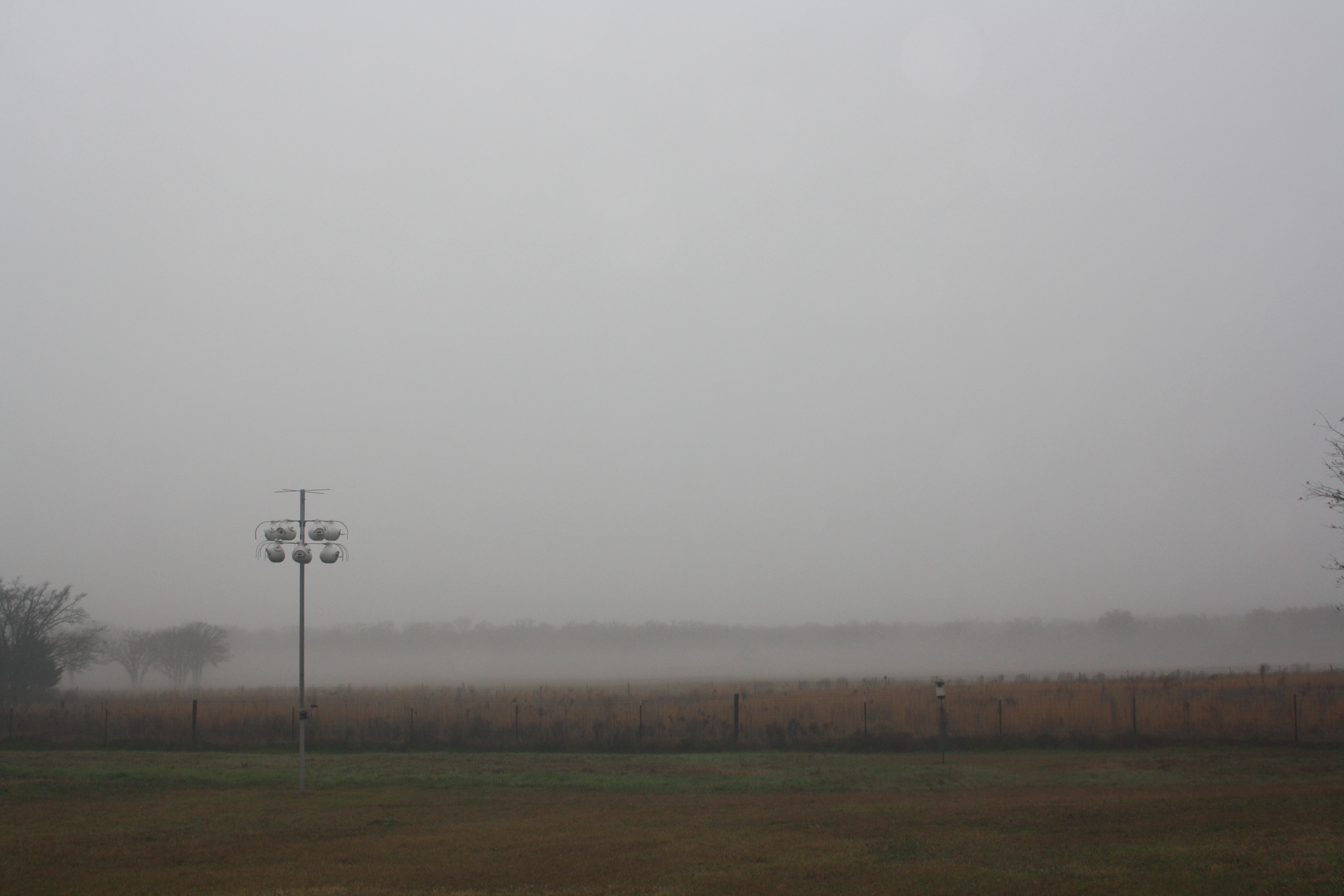 The First Martin Arrived January 31 – Nature Along the El Camino Real