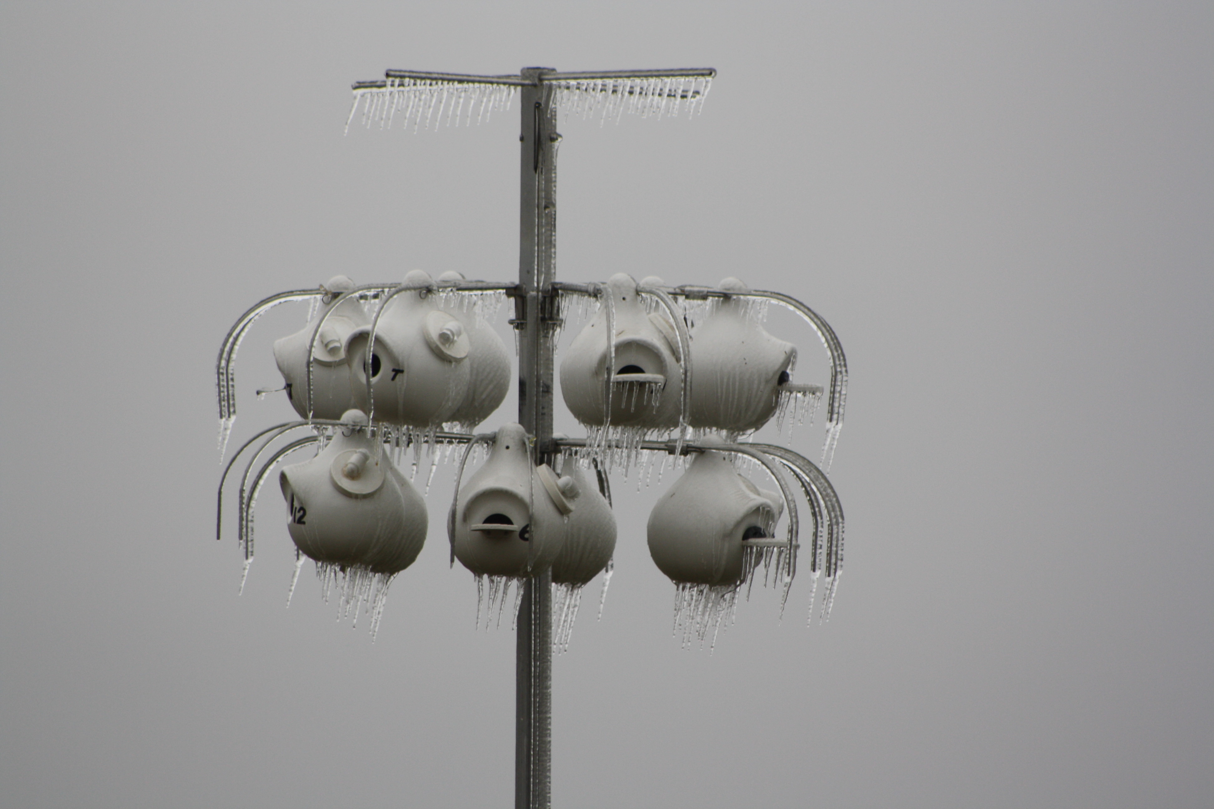 The First Martin Arrived January 31 – Nature Along the El Camino Real