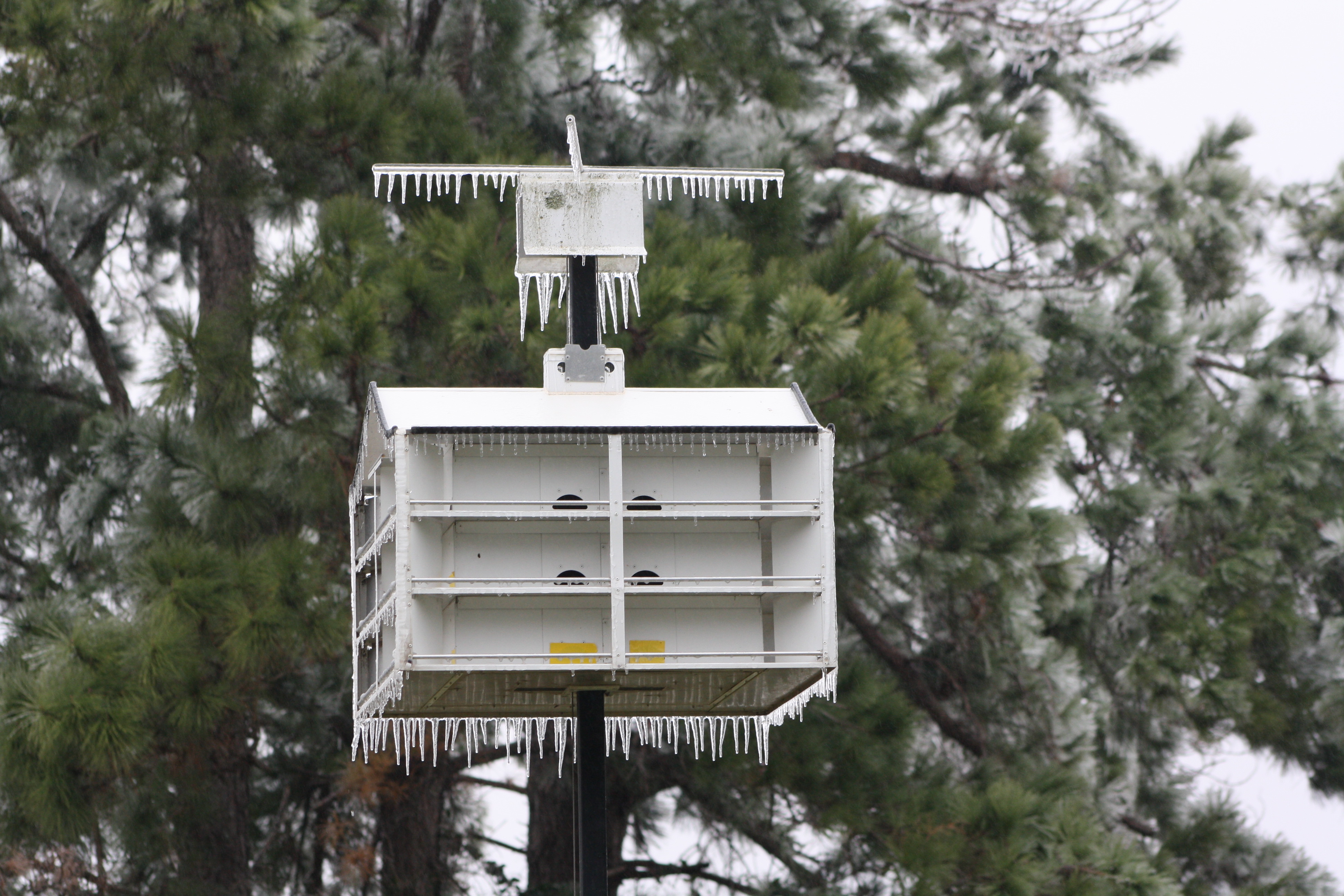 The First Martin Arrived January 31 – Nature Along the El Camino Real