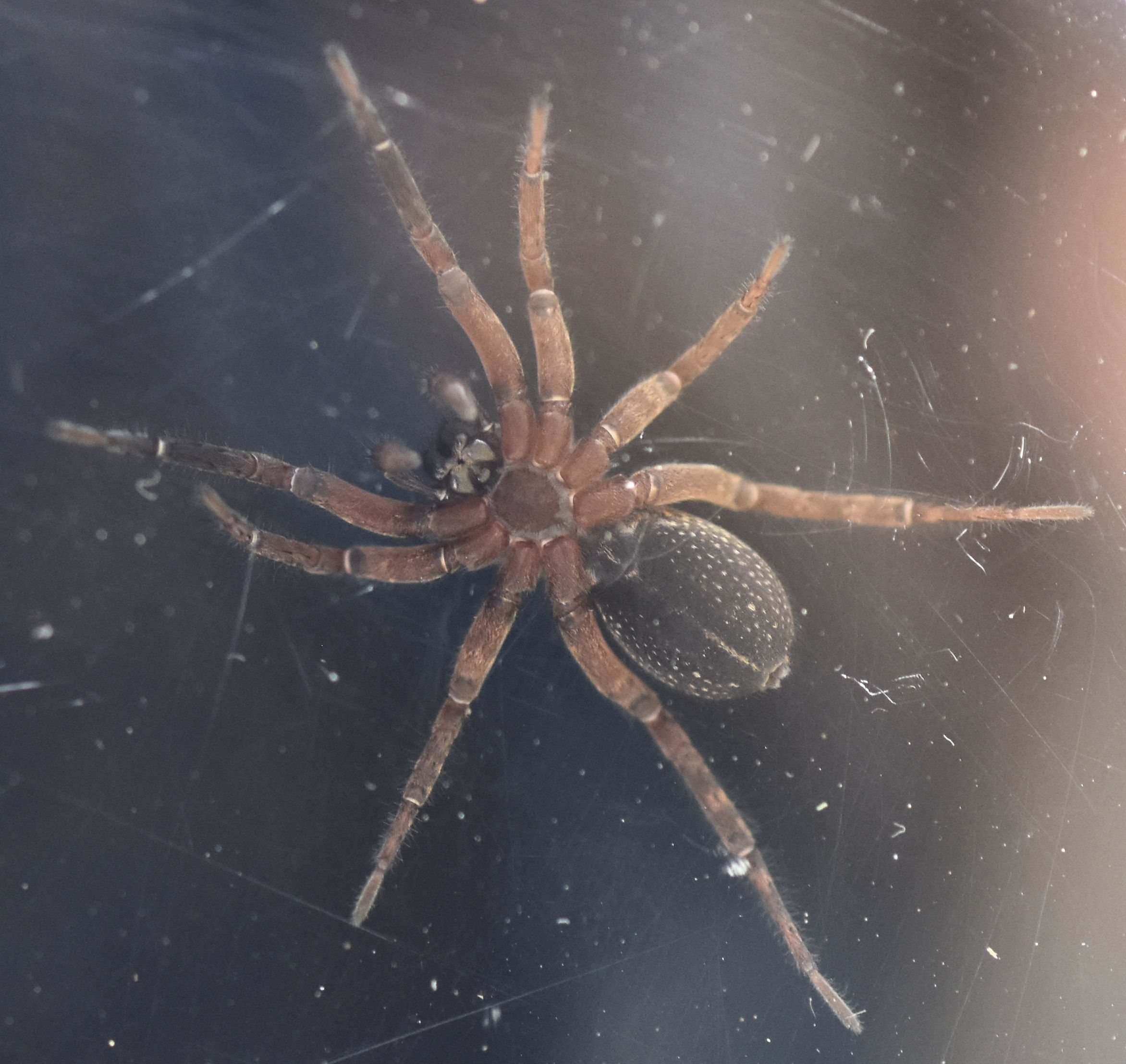 Schizocosa – Nature Along the El Camino Real