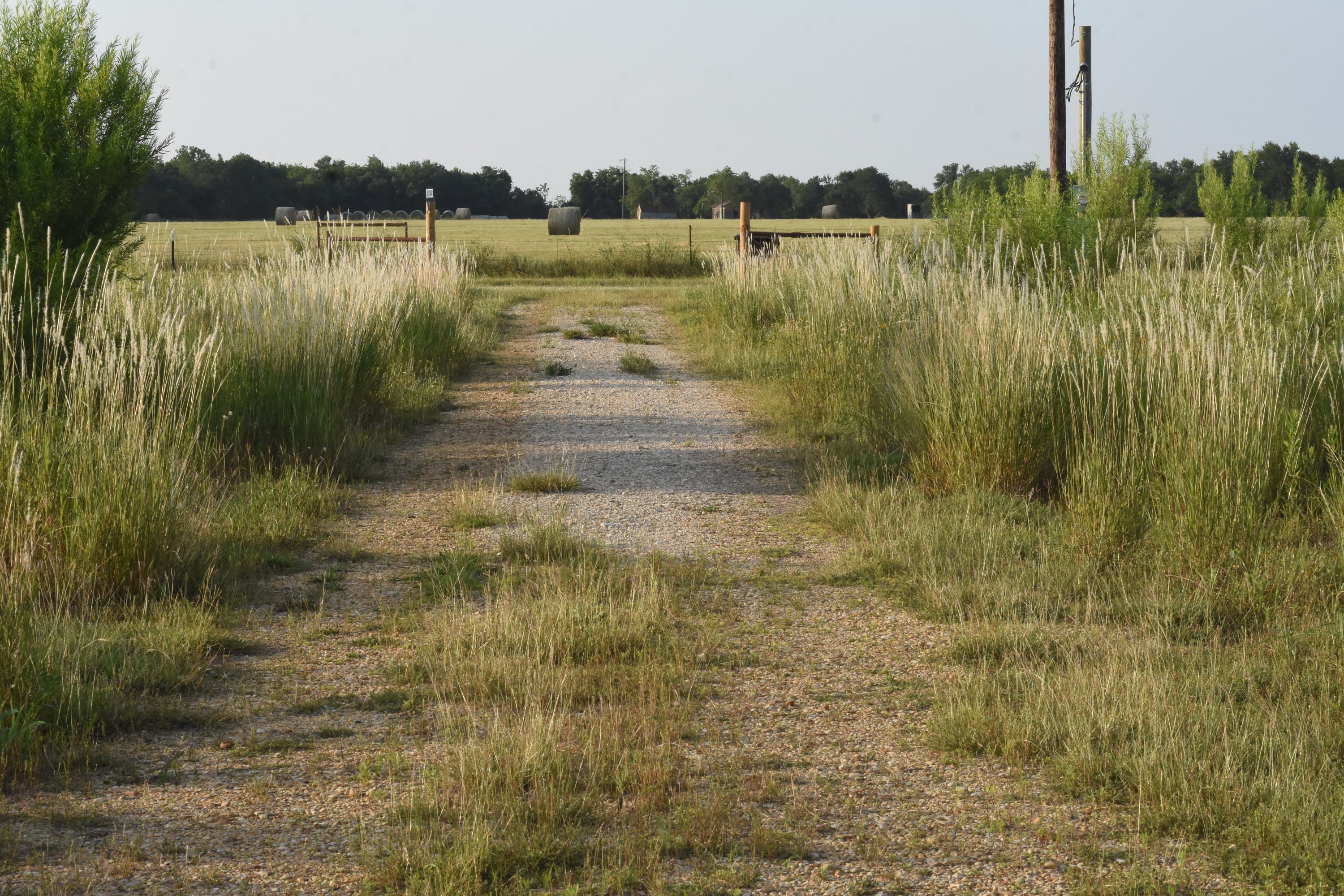 Johnson Grass War Update – Nature Along the El Camino Real