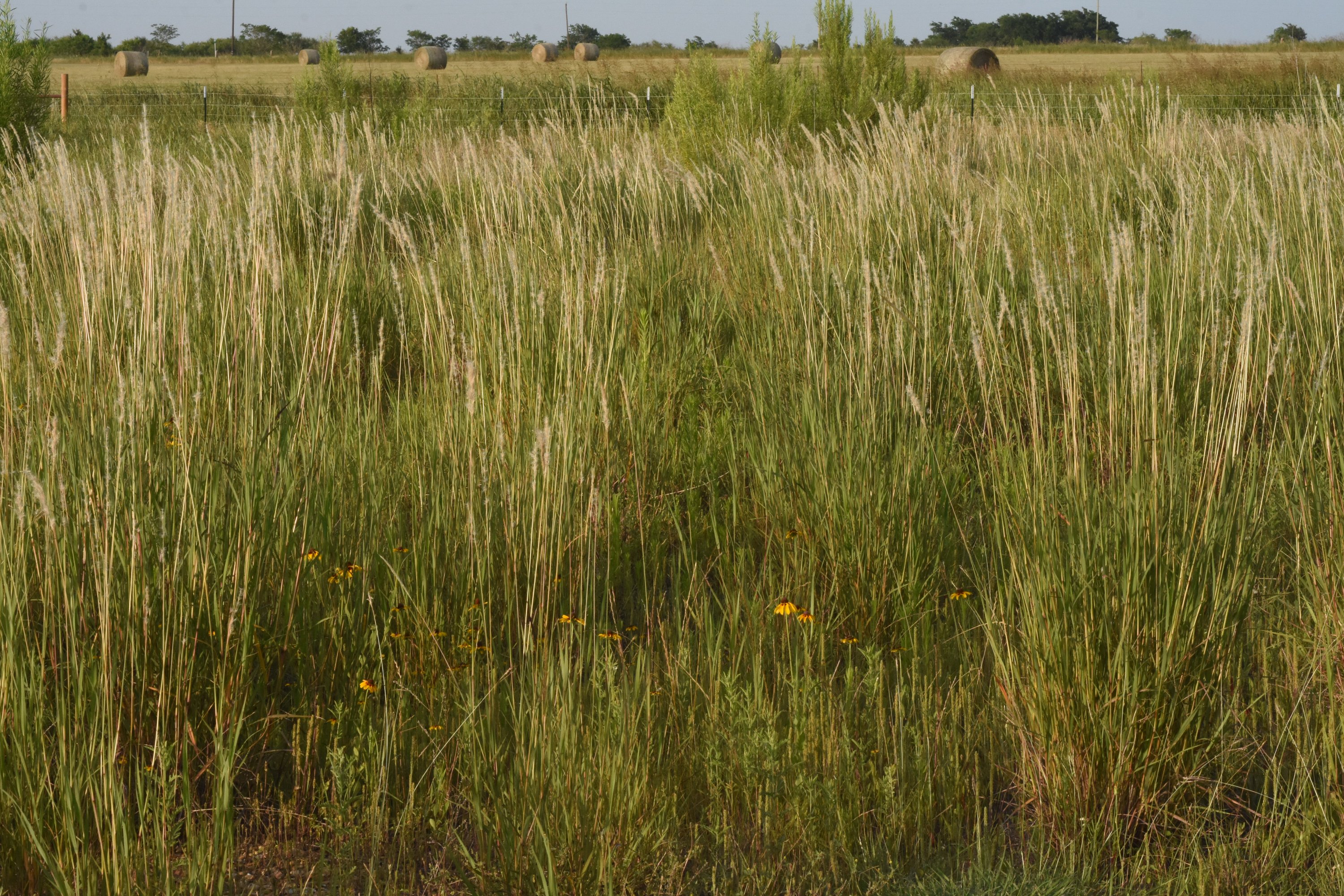 Johnson Grass War Update – Nature Along the El Camino Real