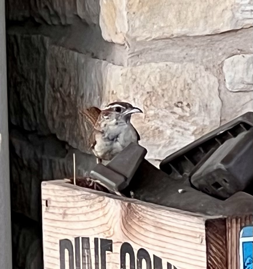 Carolina wrens – Nature Along the El Camino Real