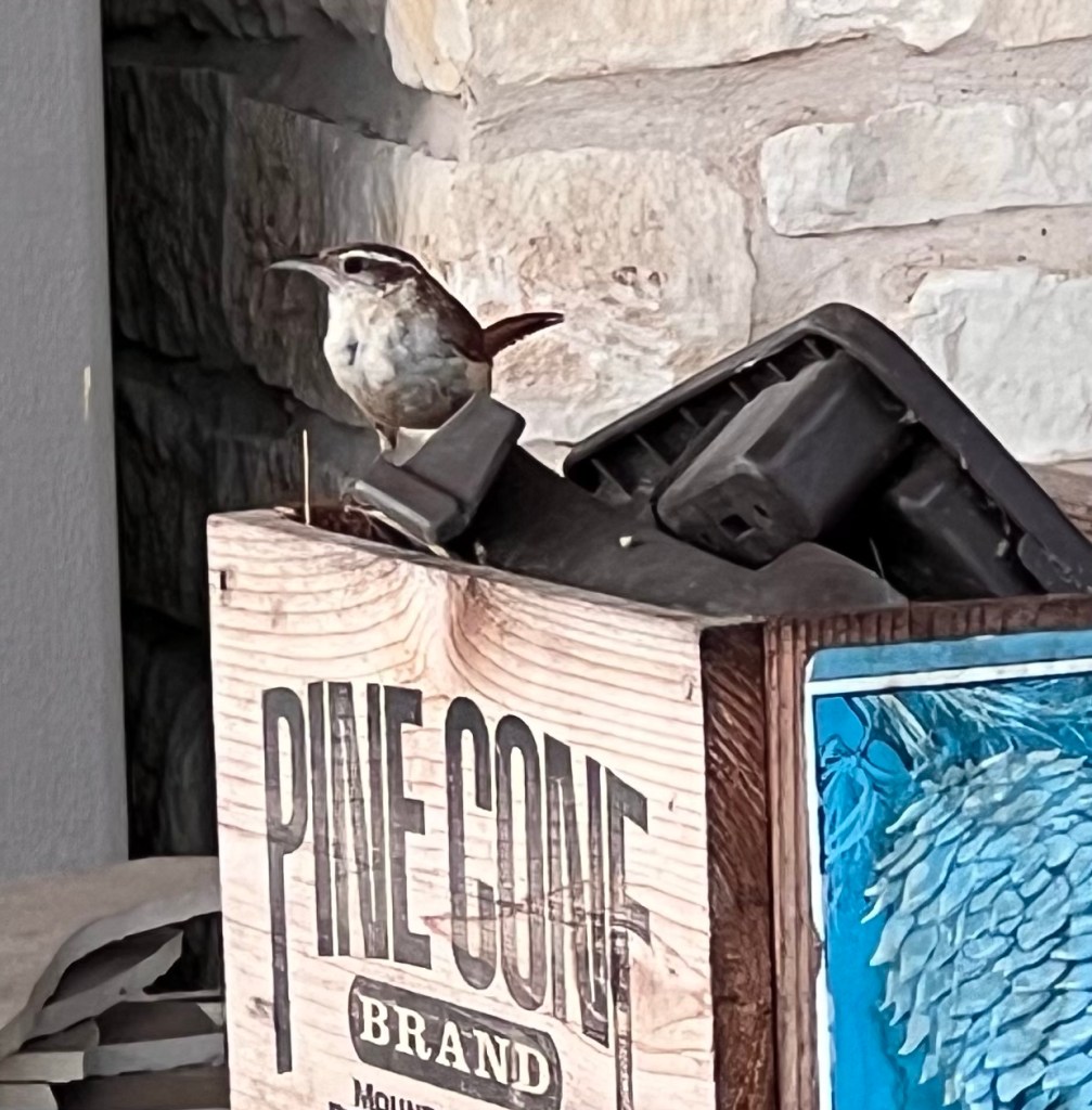 Carolina wrens – Nature Along the El Camino Real