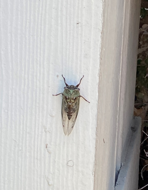 Oh the Sounds of Summer – Cicadas – Nature Along the El Camino Real