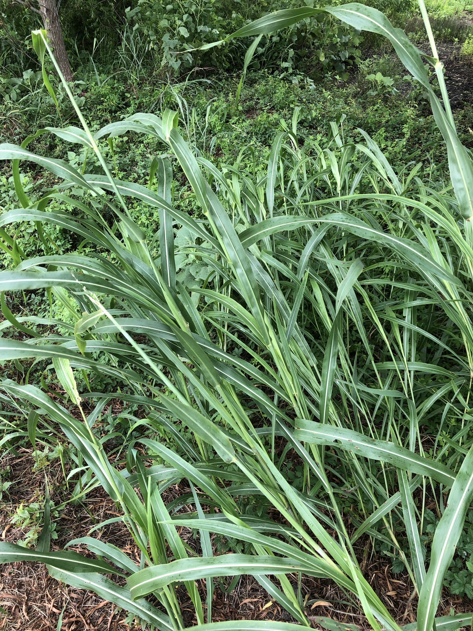 Deep Thoughts on Johnson Grass – Nature Along the El Camino Real