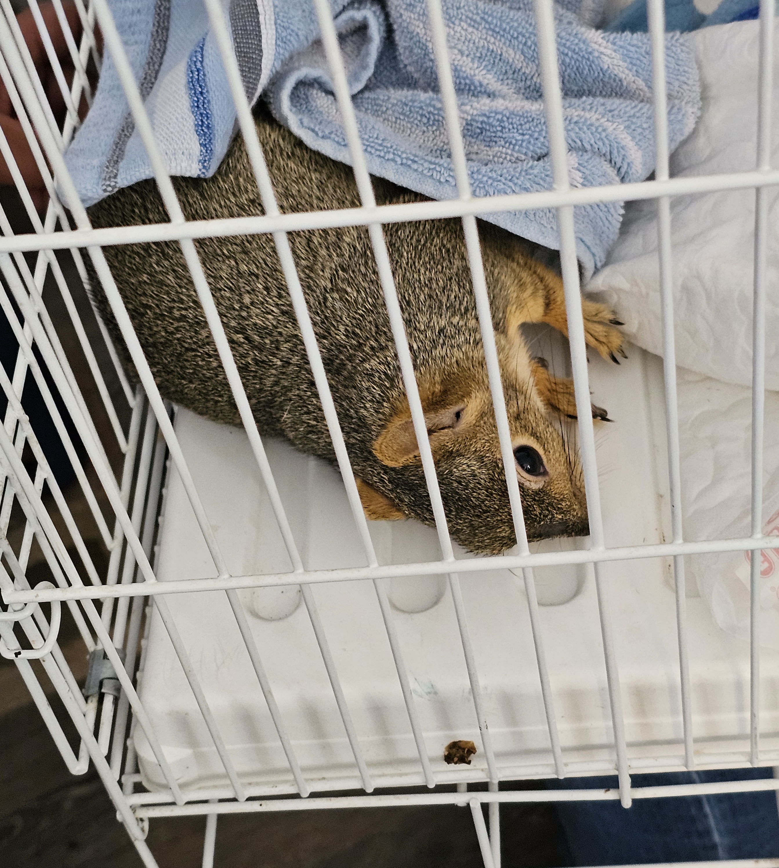 Learning about Squirrels – Nature Along the El Camino Real