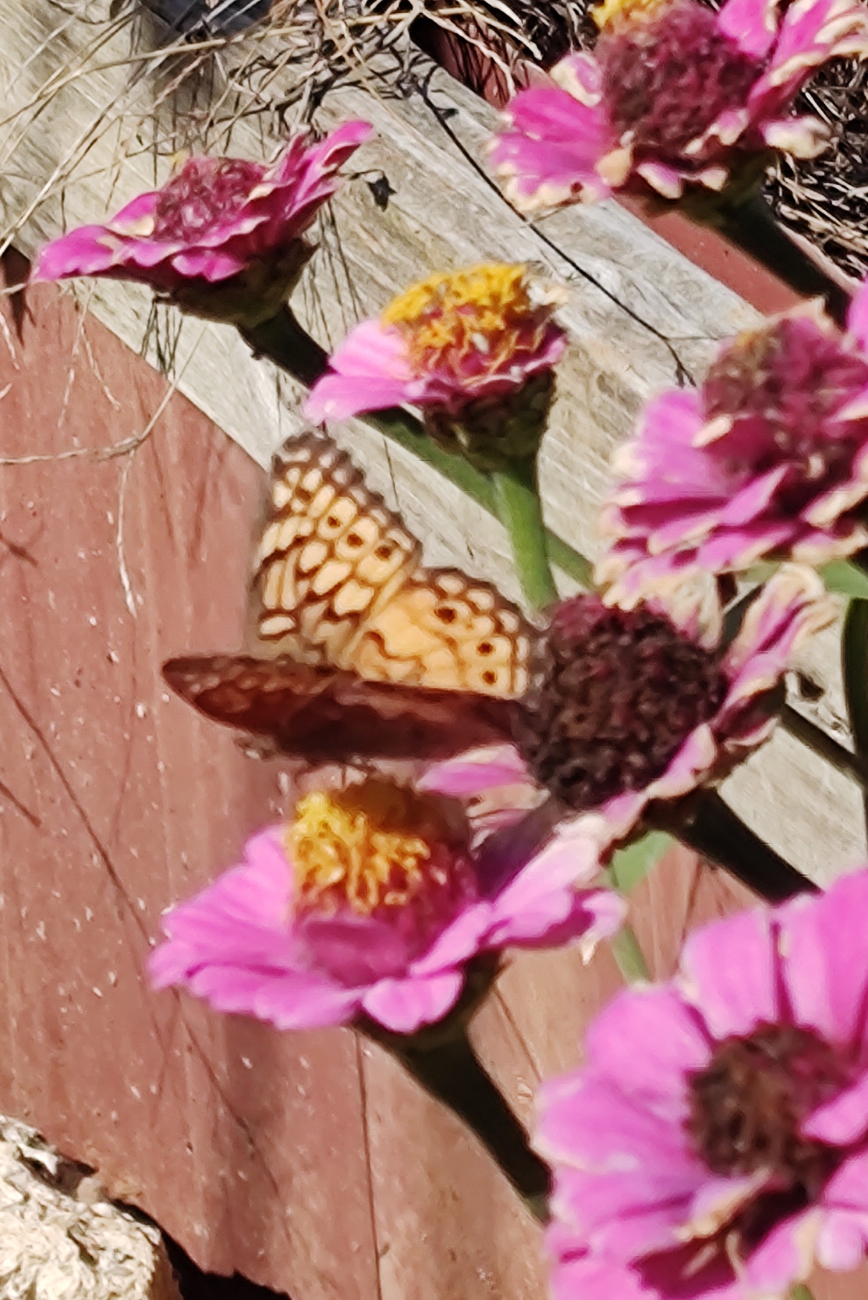 Wildscape Awash in Butterflies – Nature Along the El Camino Real