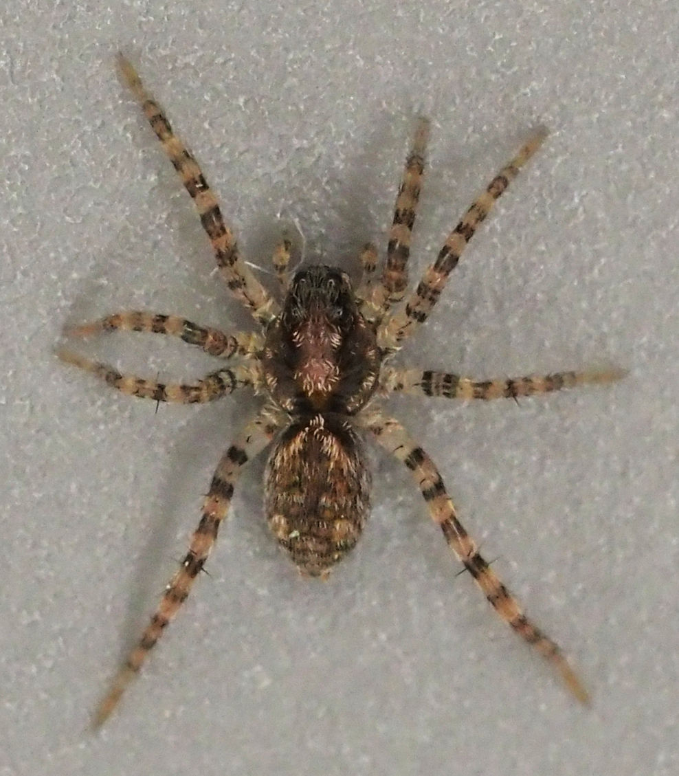 Winter Spiders – Nature Along the El Camino Real