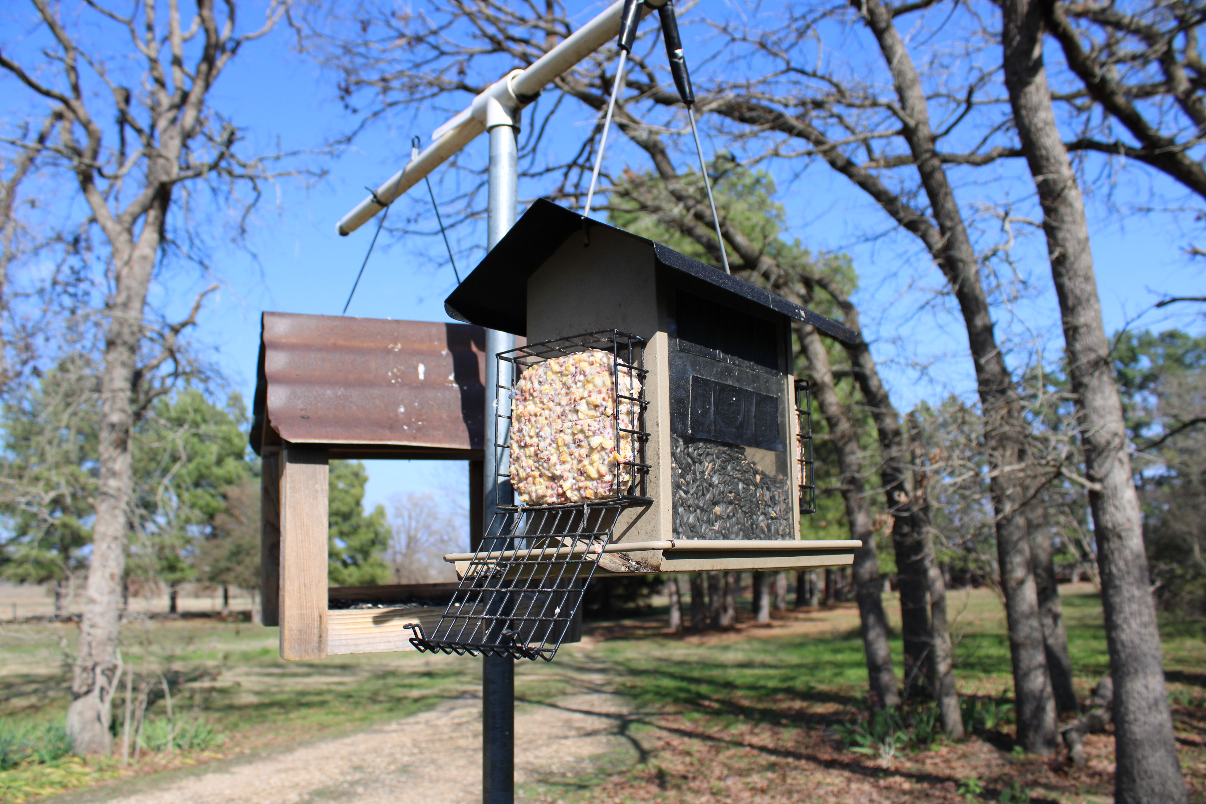 Extra Help for Birds in Winter – Nature Along the El Camino Real
