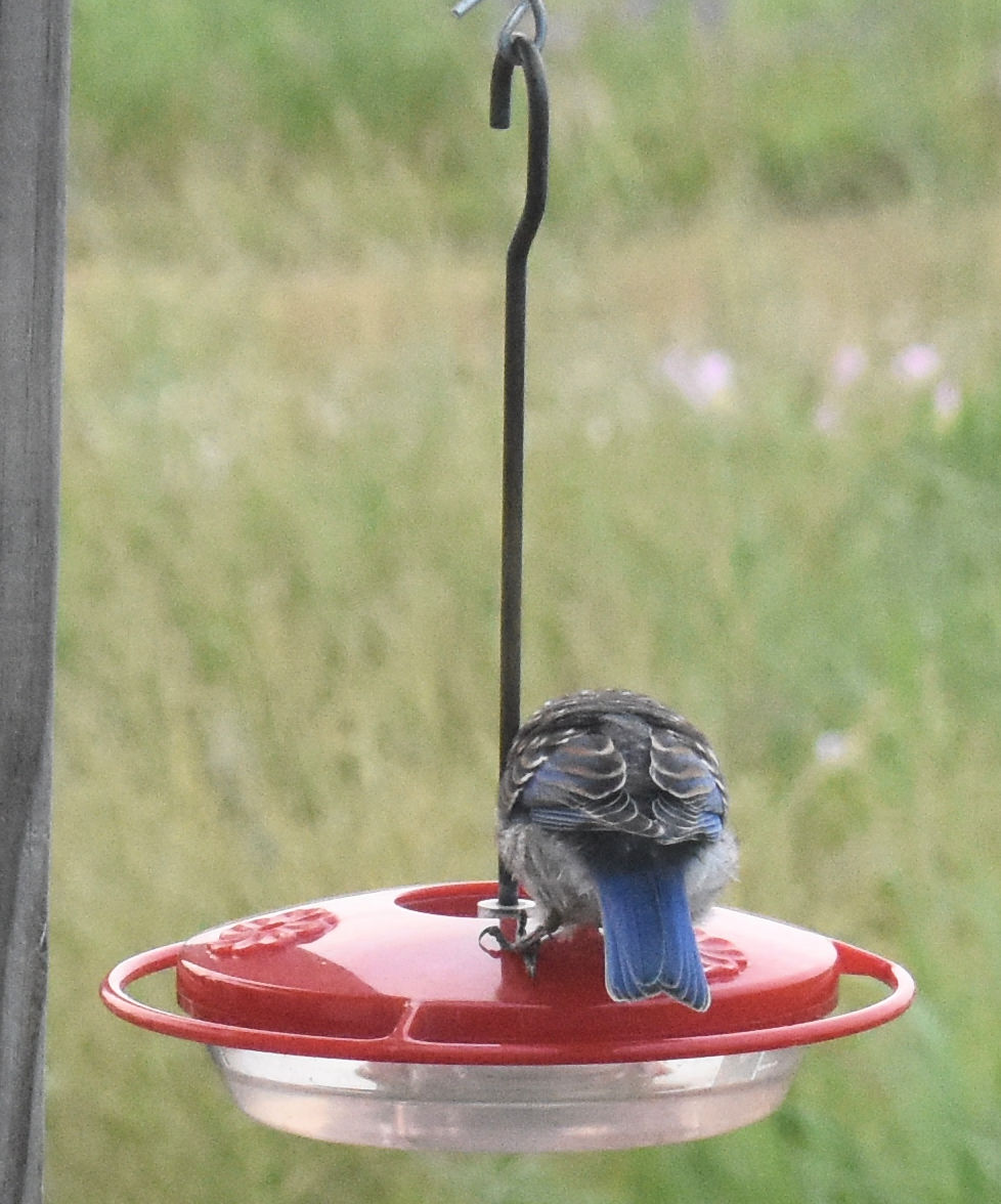 Baby Bluebird Visitors – Nature Along the El Camino Real
