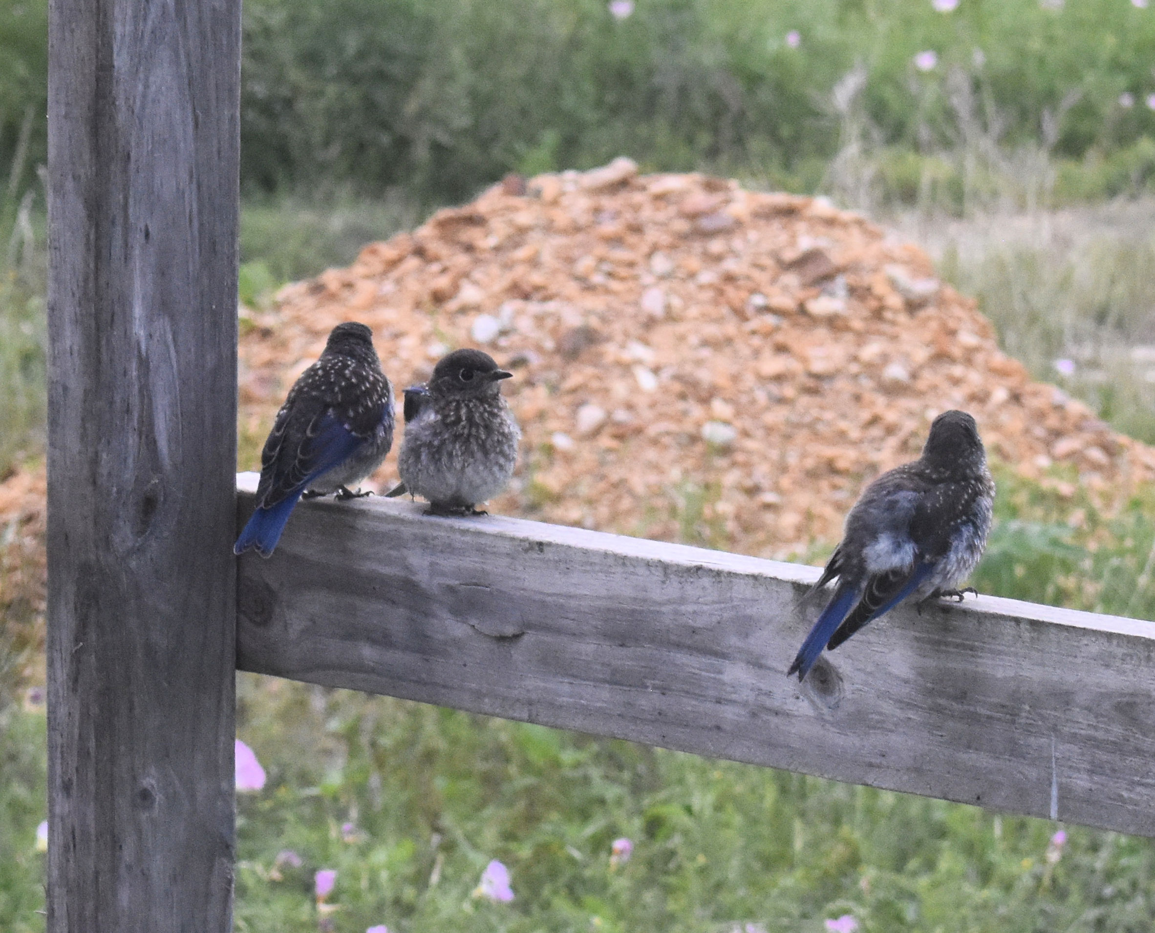 Baby Bluebird Visitors – Nature Along the El Camino Real