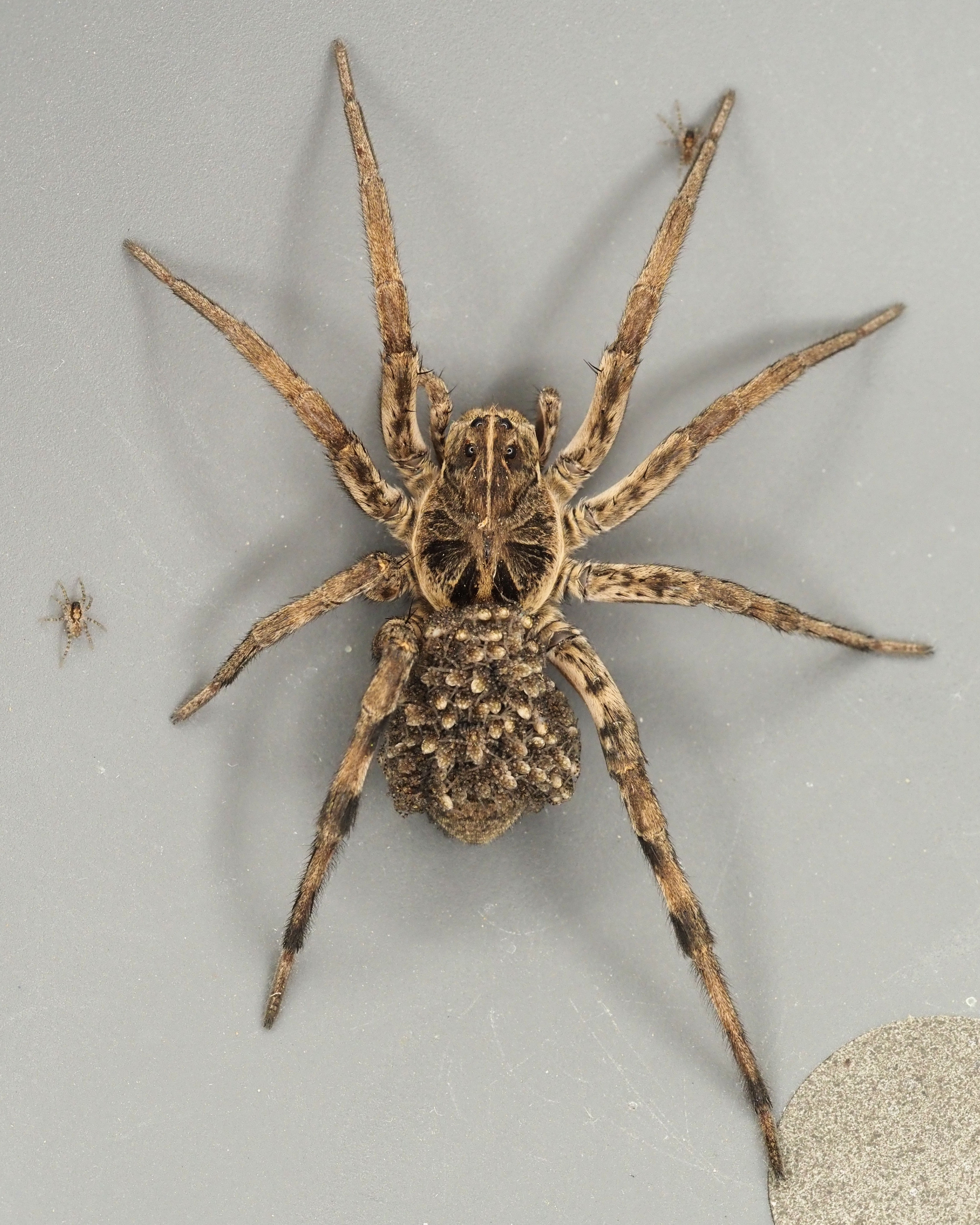 Wolf Spider Identification Update – Nature Along the El Camino Real