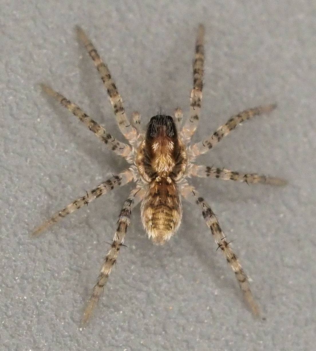 Wolf Spider Identification Update – Nature Along the El Camino Real